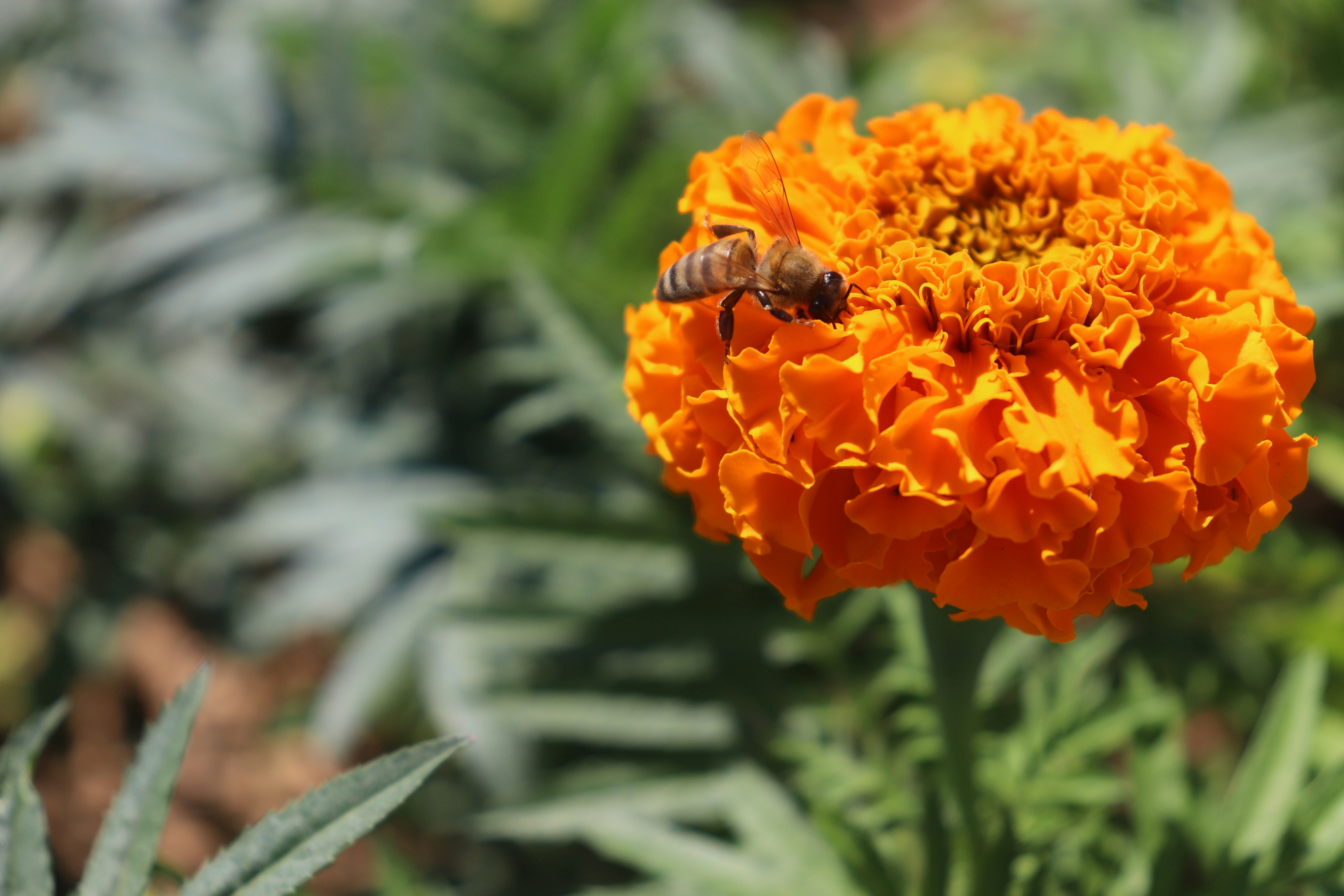 Honeybee on a vibrant marigold: a close-up moment in soft garden light