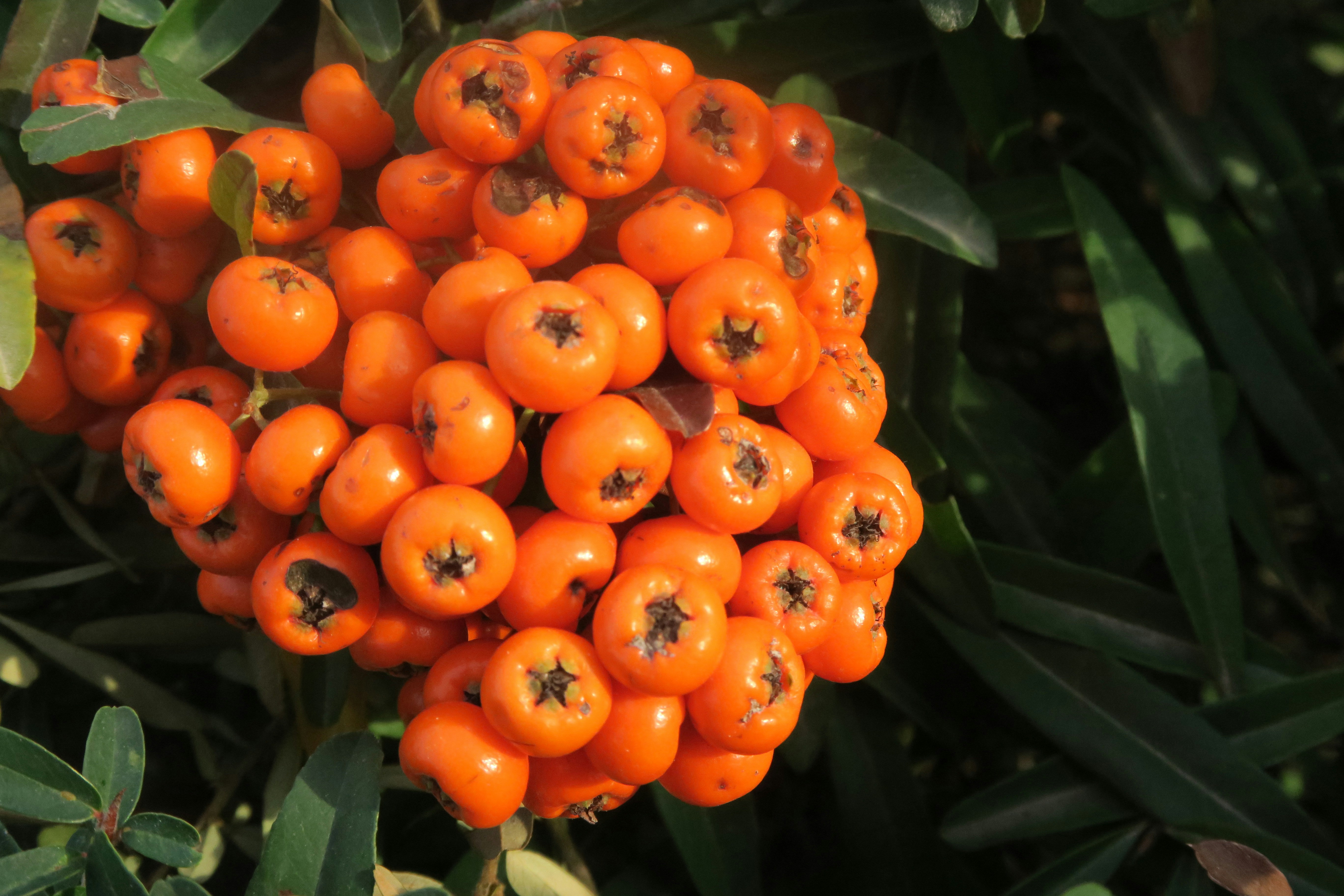 Amber cluster: a close-up of vivid orange berries against dark greenery