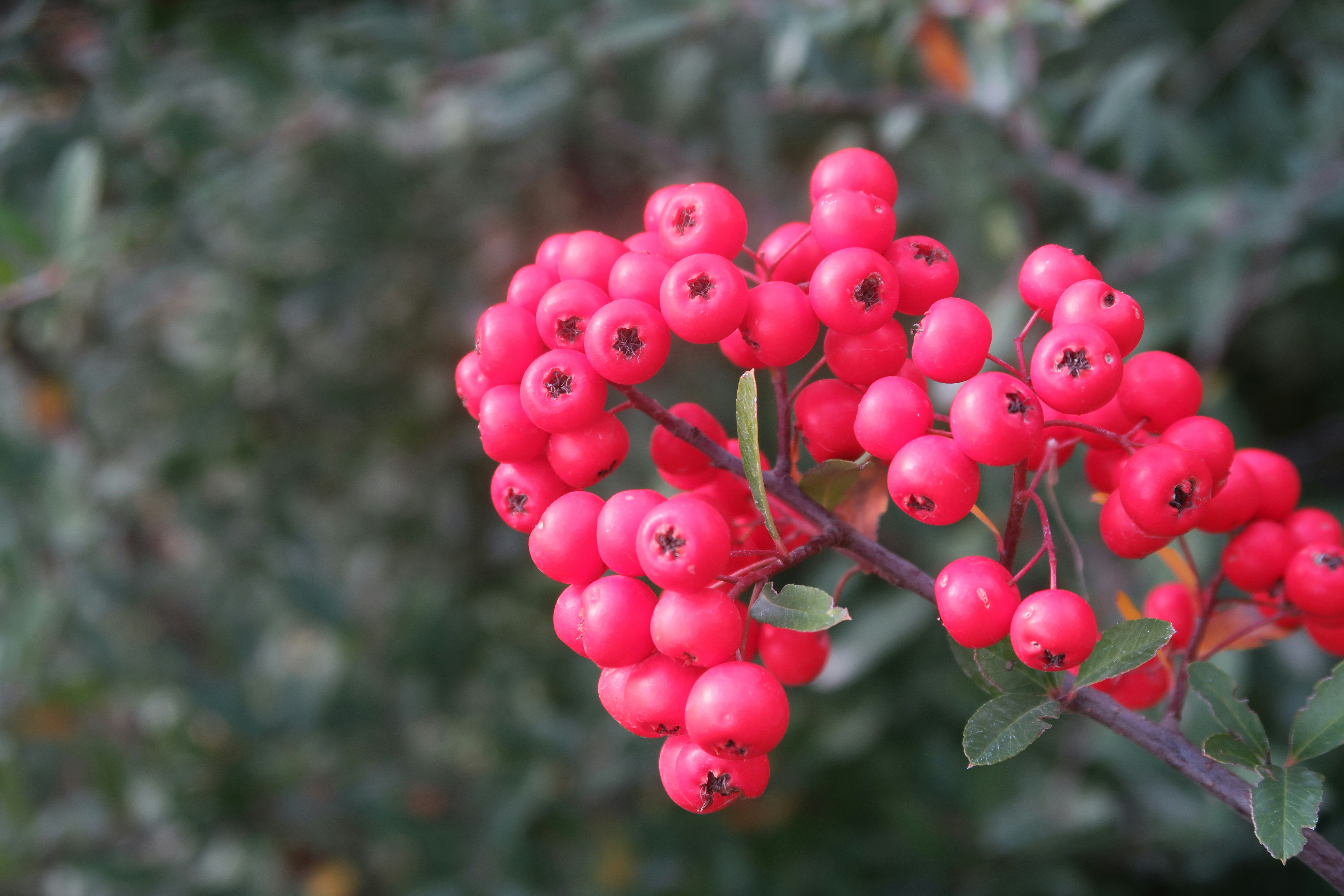 Un gros plan de quelques baies photo – Image gratuite de Baies sur Unsplash