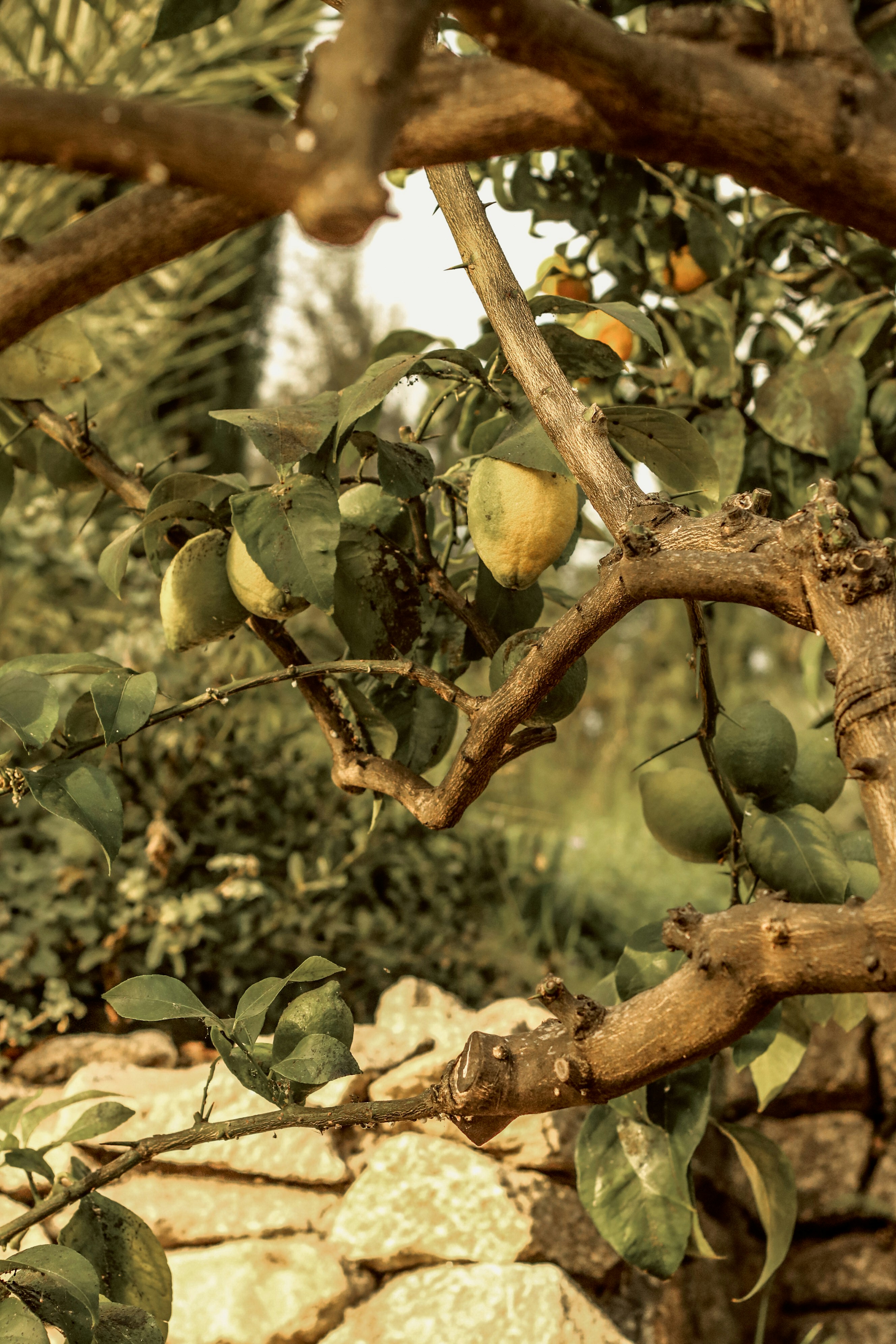 Un arbre avec des fruits qui poussent dessus photo – Photo Végétation ...