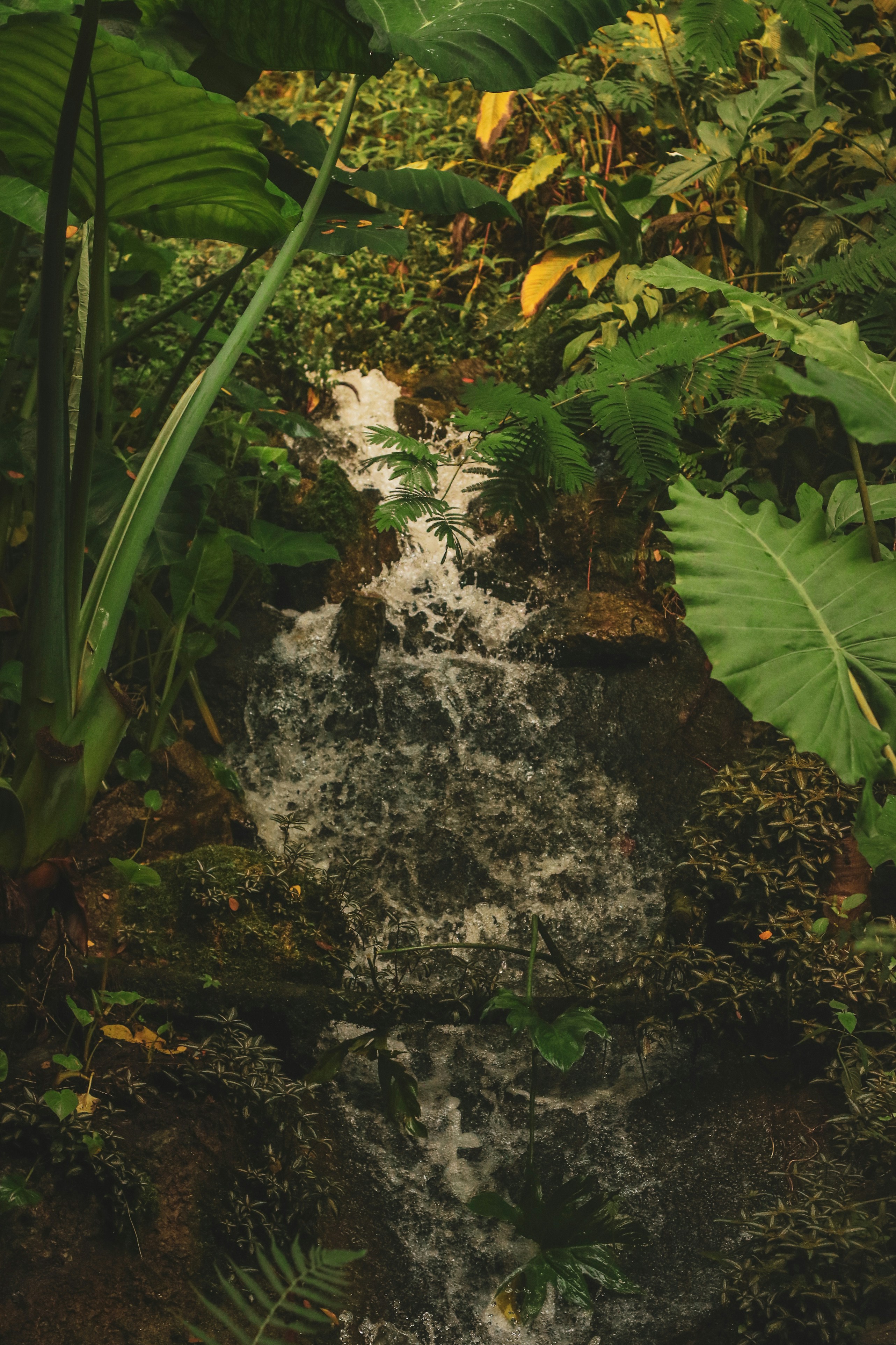 a small waterfall in a forest