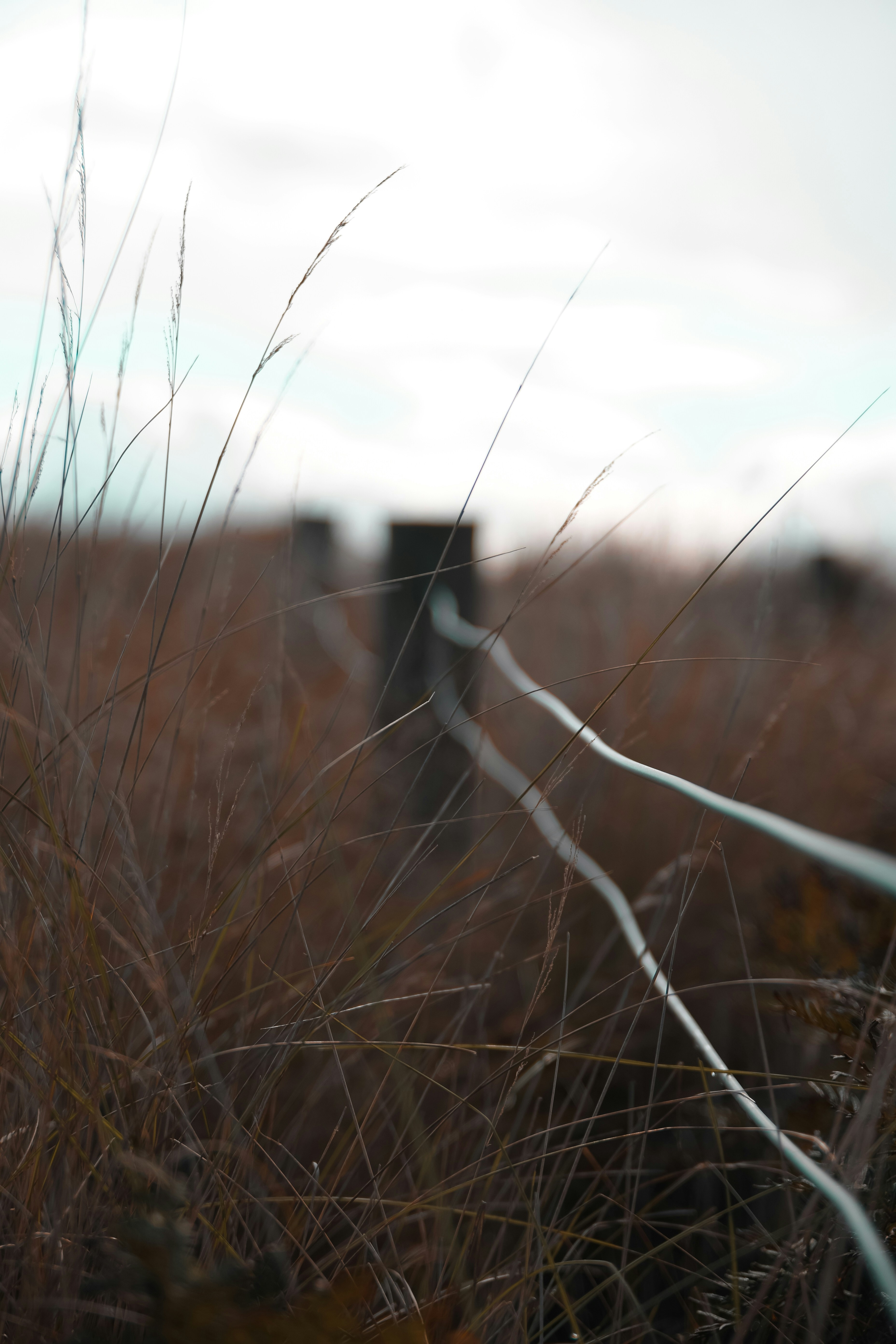 Whispering Grasses Against the Horizon
