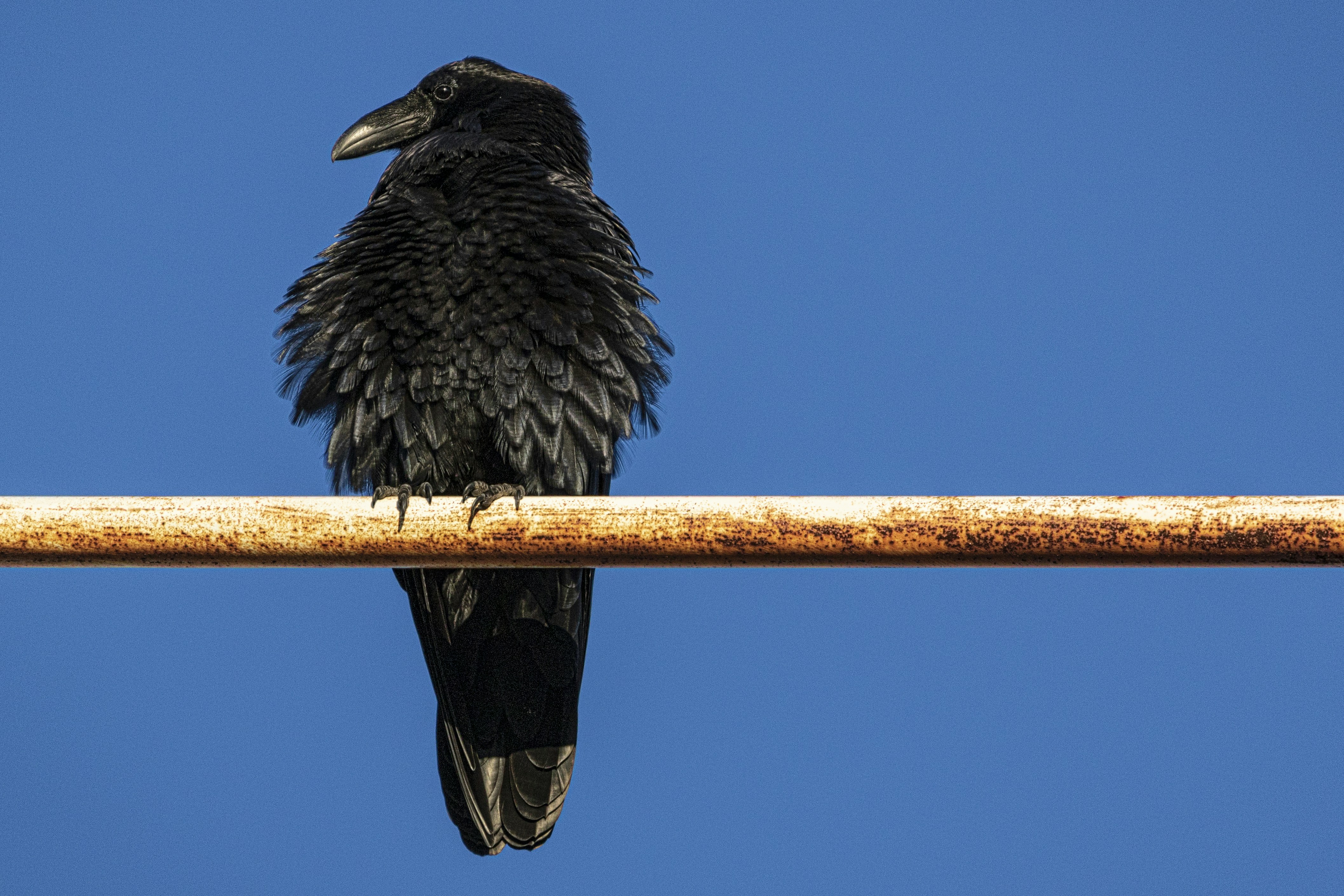 Raven on rusting pipe
