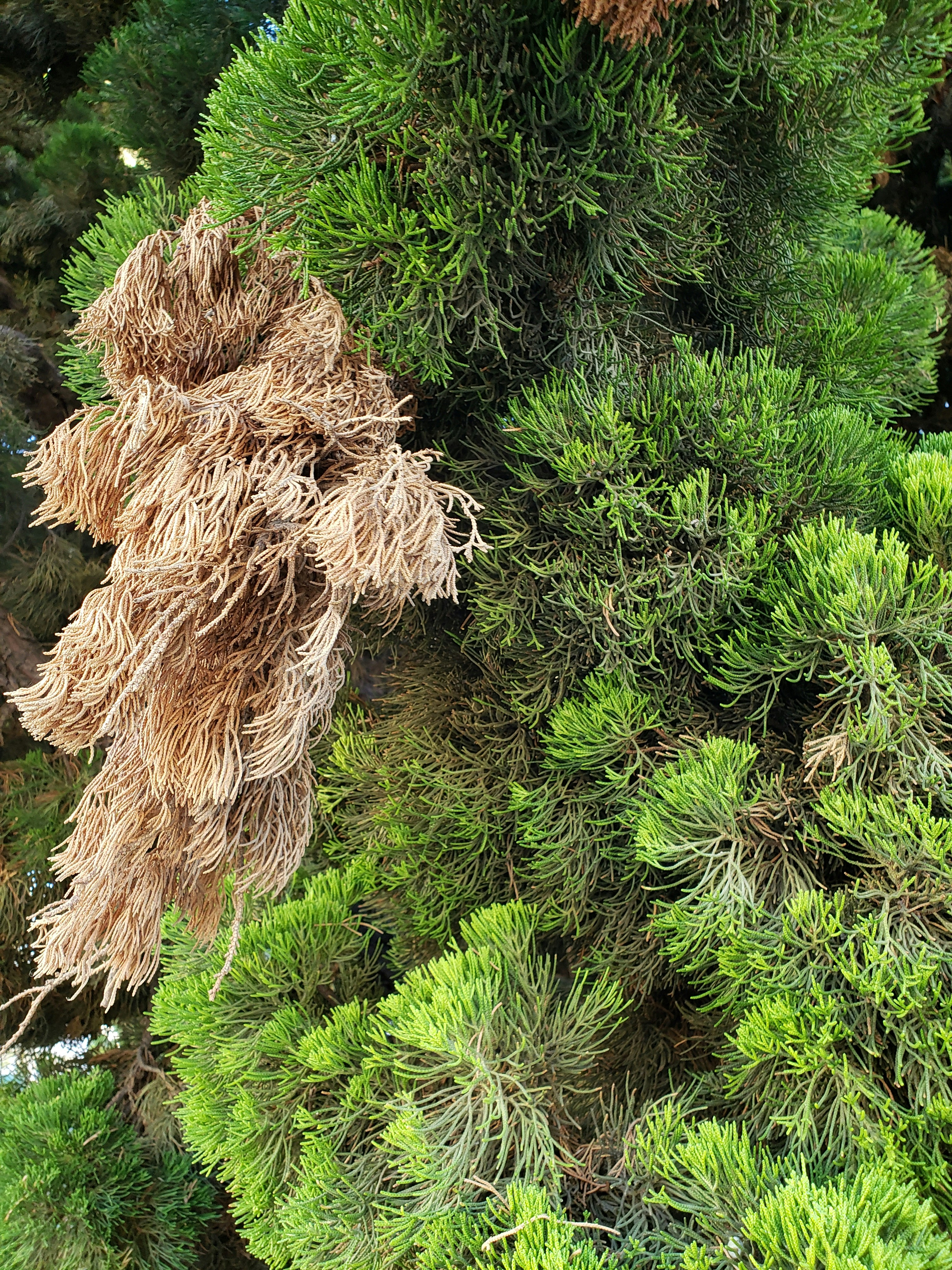 Needlework of Greens: A Coniferous Tangle with a Brown Foliage Drapery