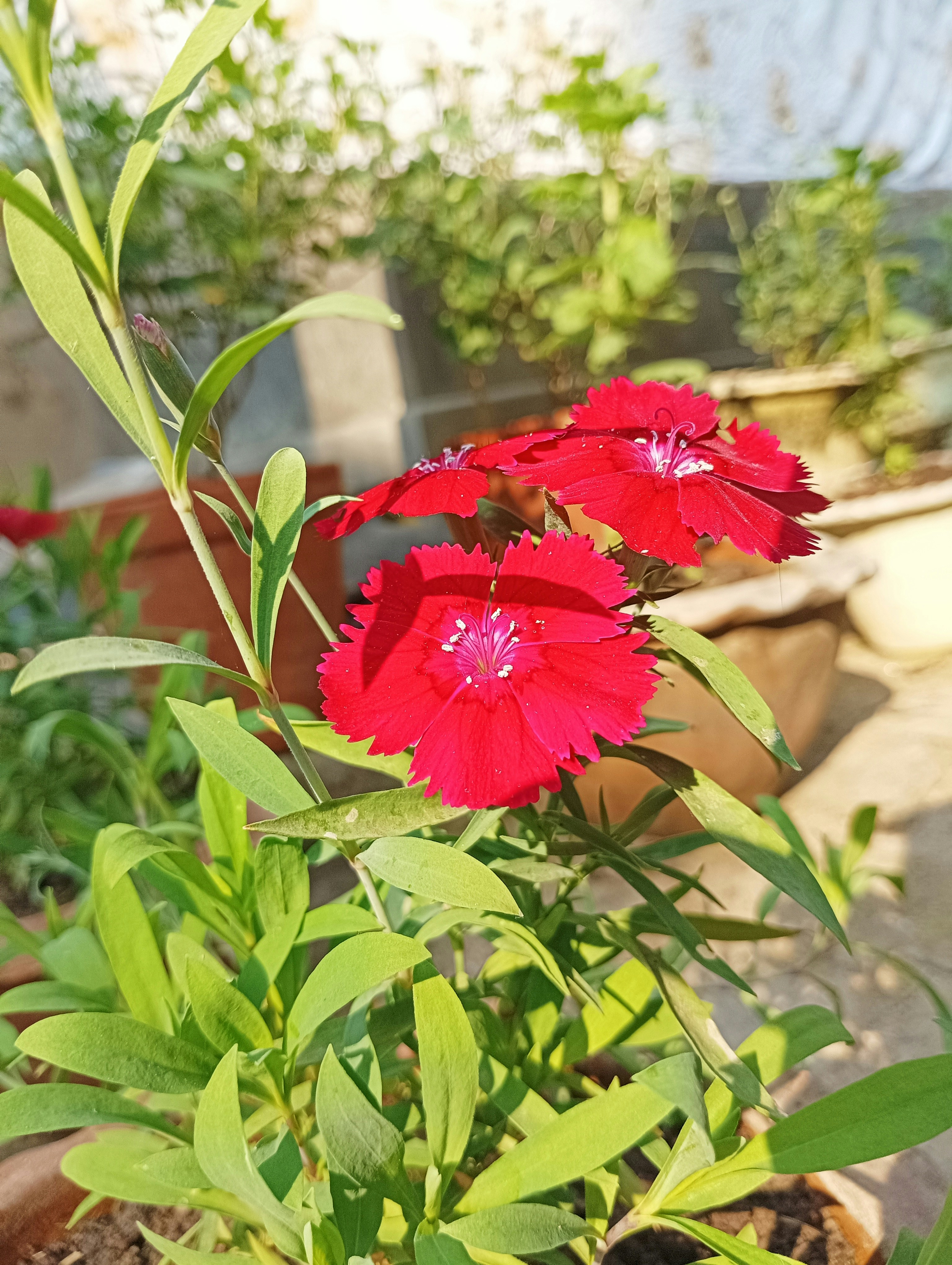 A close-up of a flower photo – Free Flower Image on Unsplash