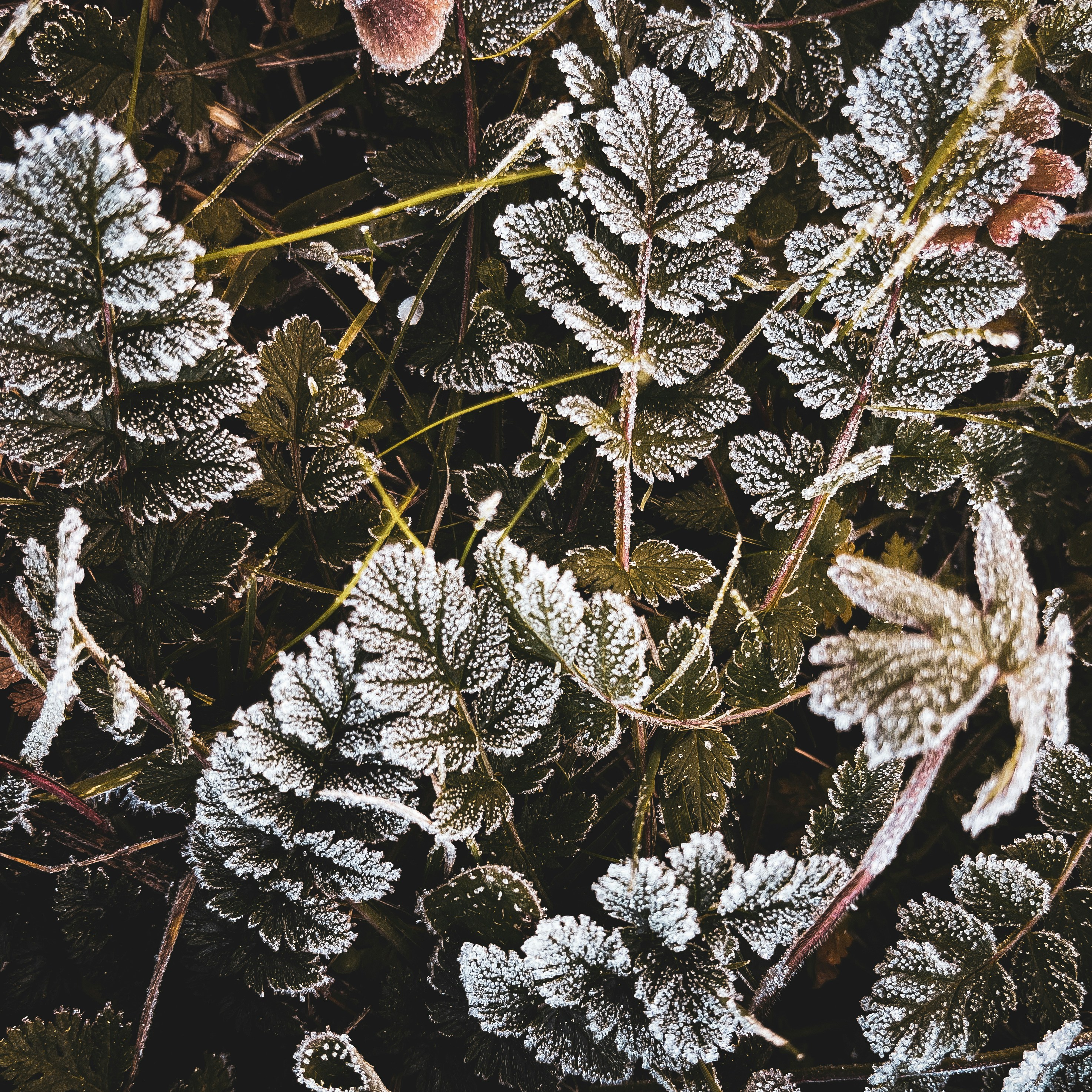 A close up of some snow photo – Free Frost Image on Unsplash