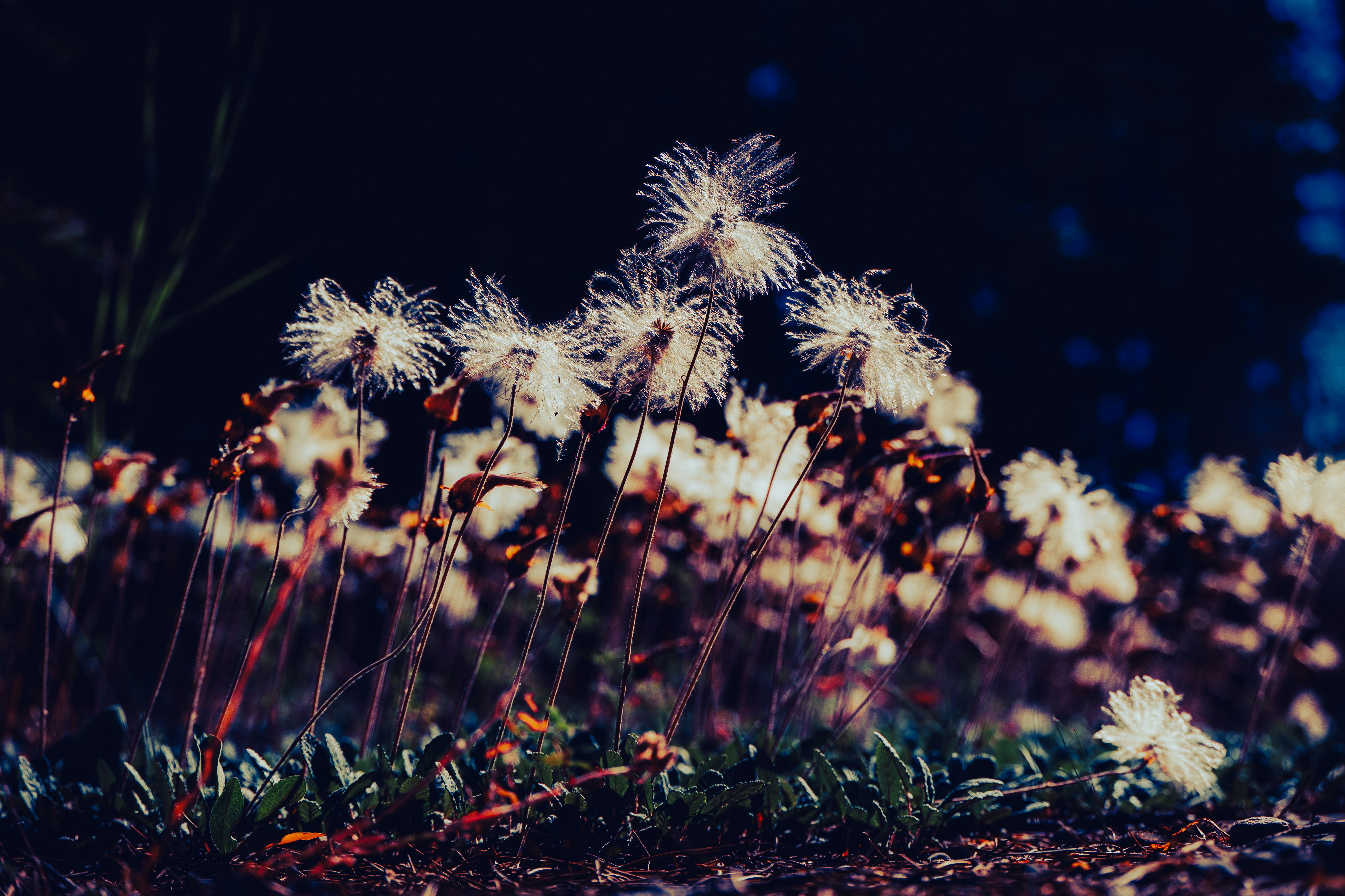 Moonlit Meadow: Dandelion Flare Against Night Sky
