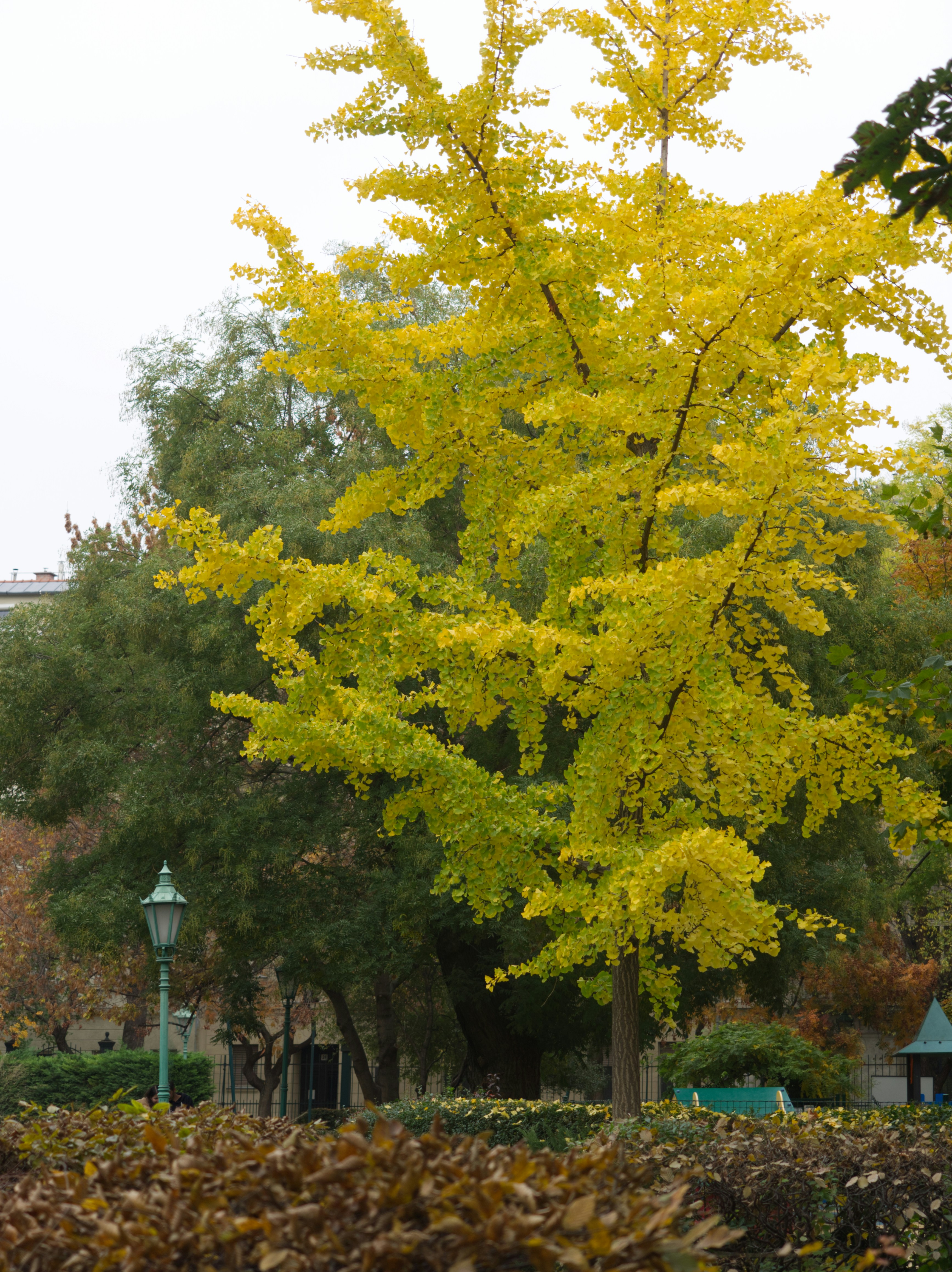 Vibrant yellow ginkgo tree stands prominently in a park, surrounded by lush greenery and autumn foliage. The scene captures the essence of a tranquil fall day.