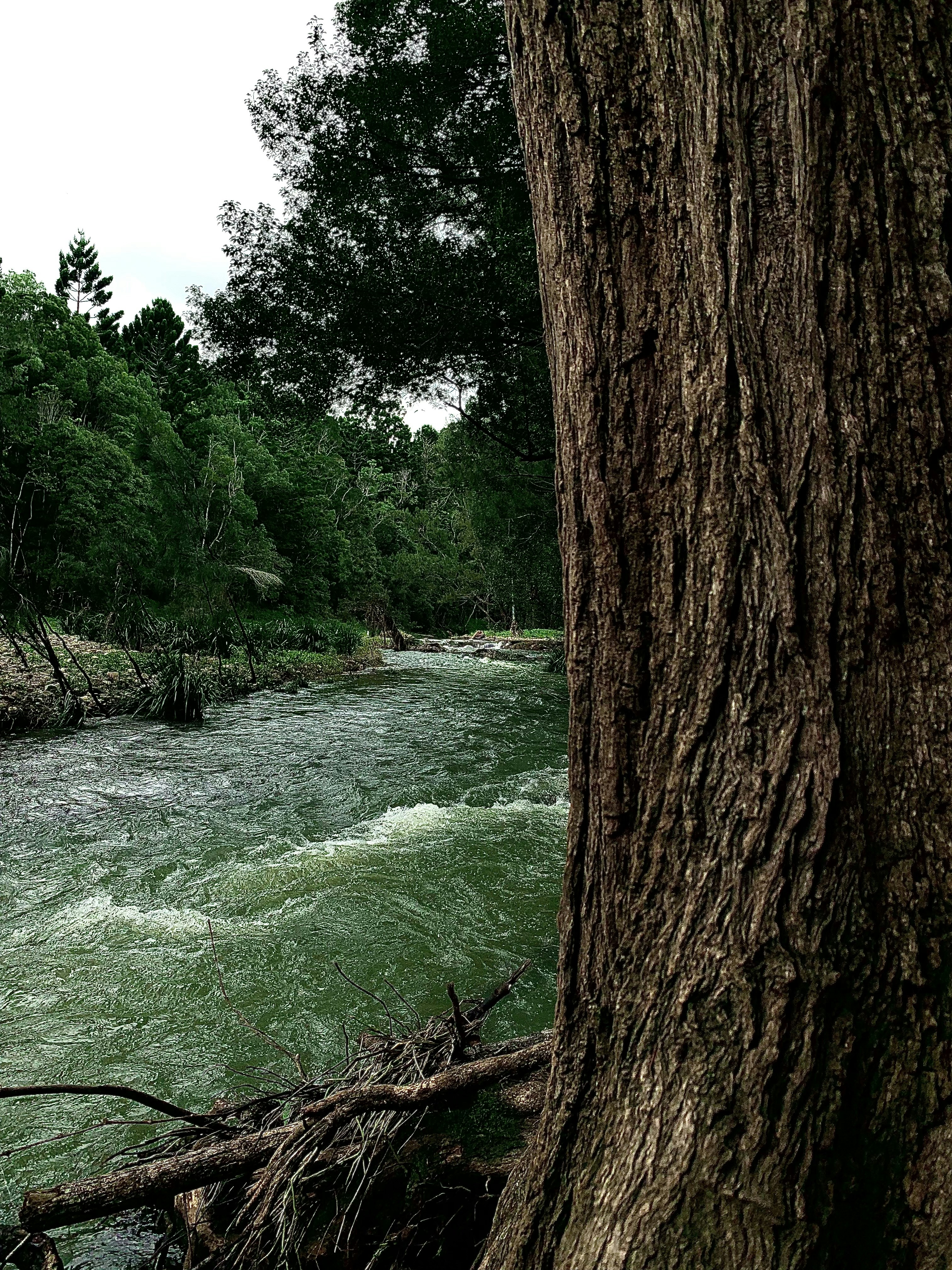 Barkbound Edge: River Currents Framing a Forest Riverside