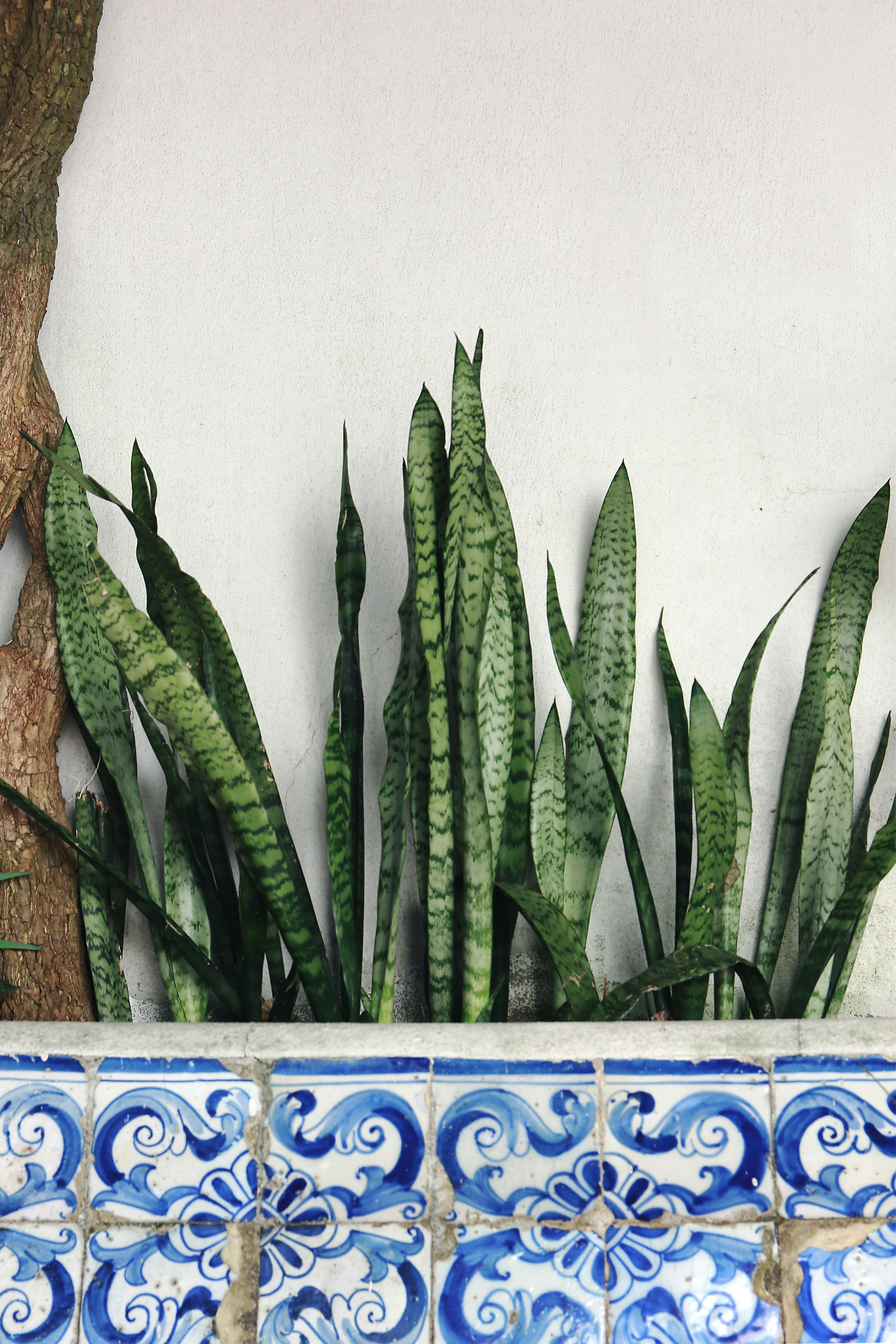 Snake Plants Standing Guard Over a Blue Tile Border