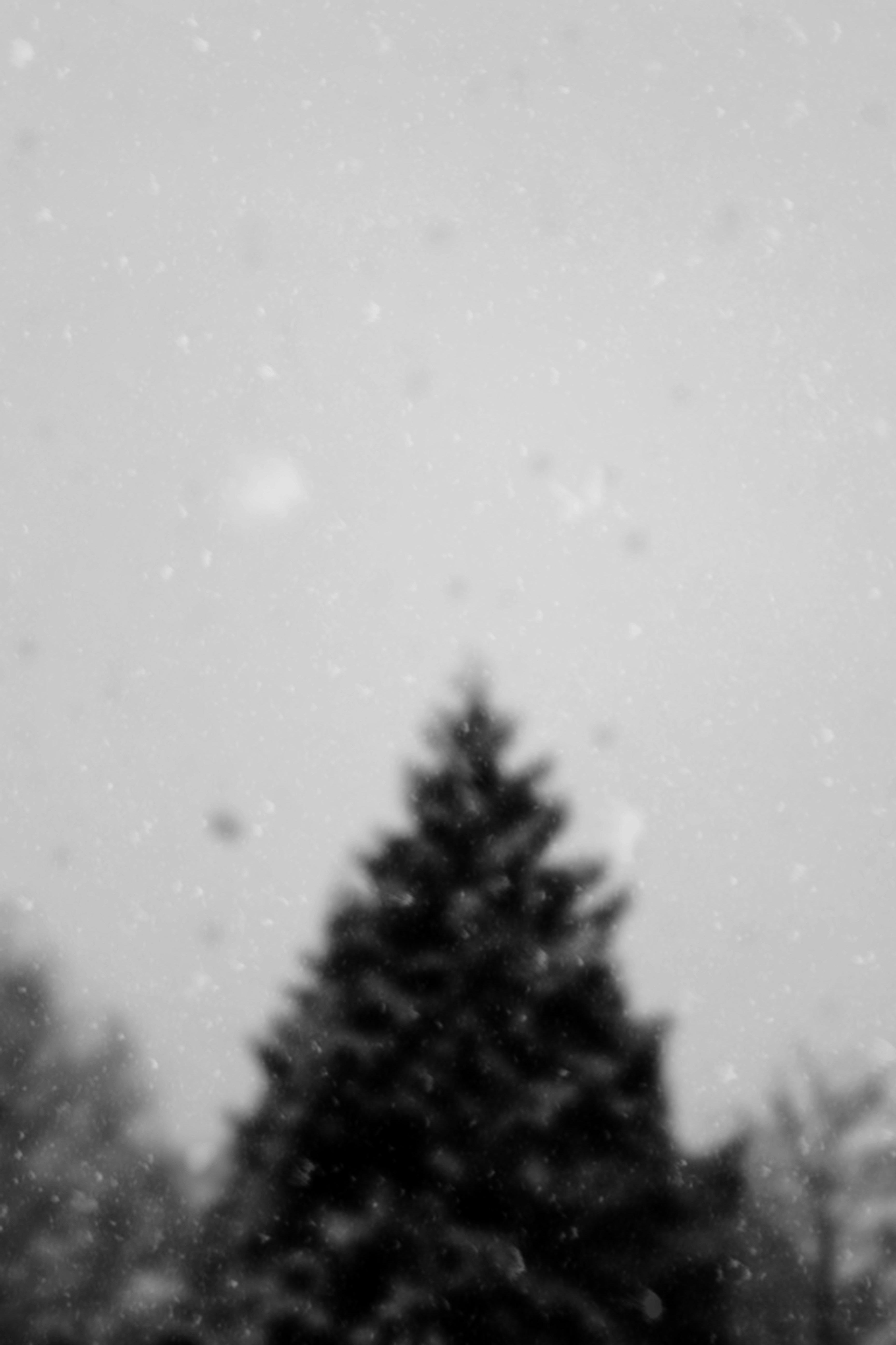 A group of trees photo – Free Tree Image on Unsplash