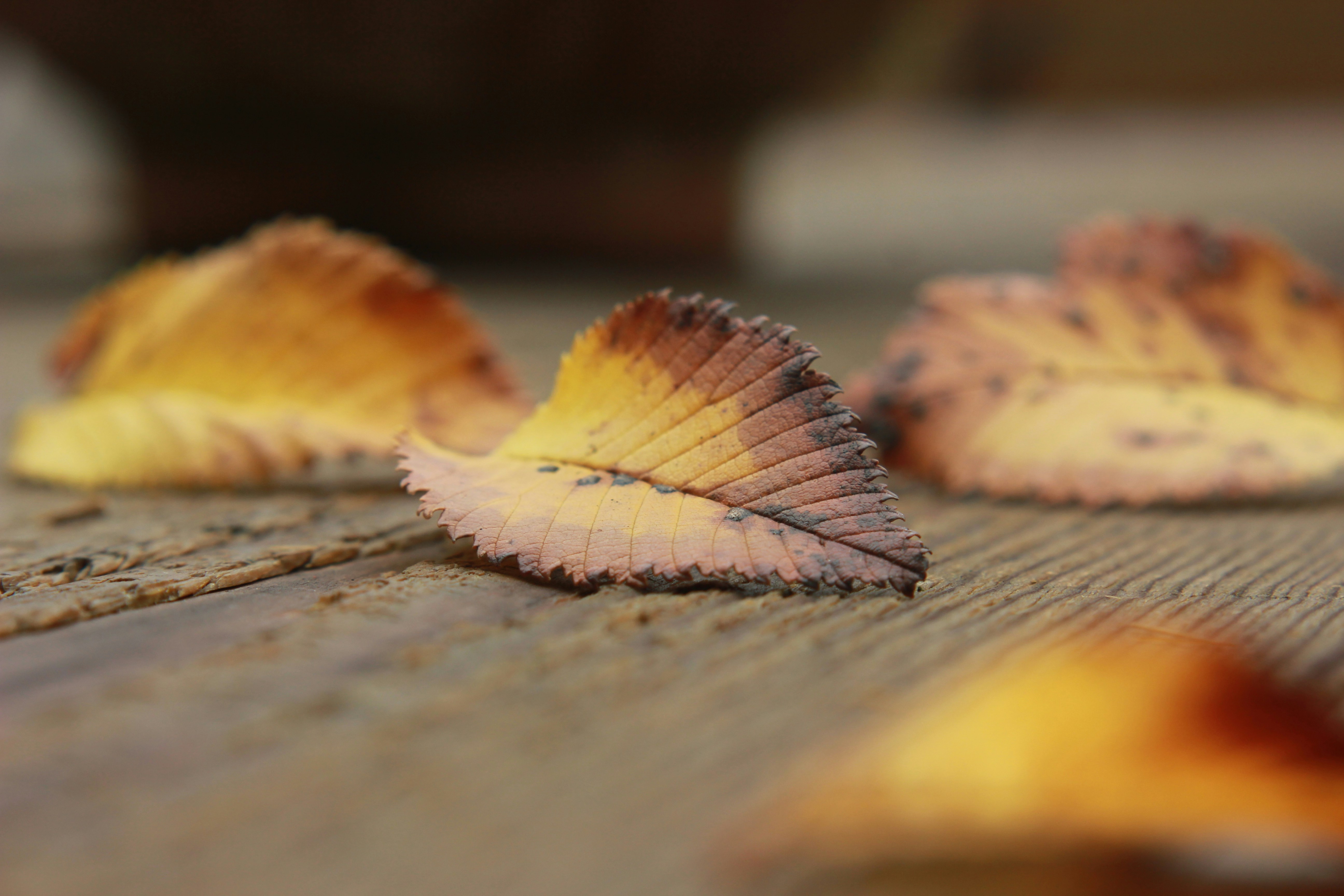 Autumn Leaf on Weathered Wood
