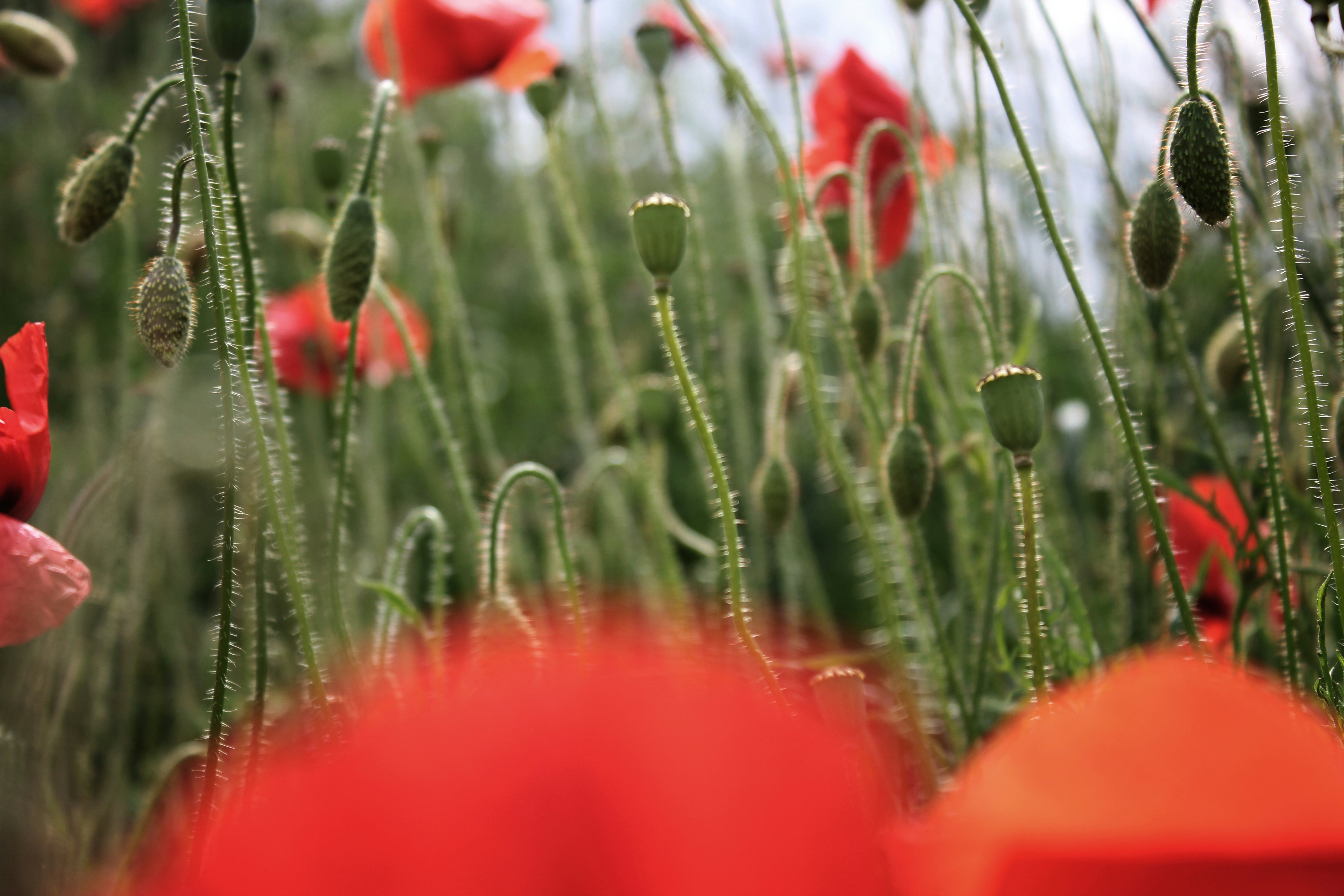 Blossoms in Focus: Red Poppies Surrounded by Seed Pods