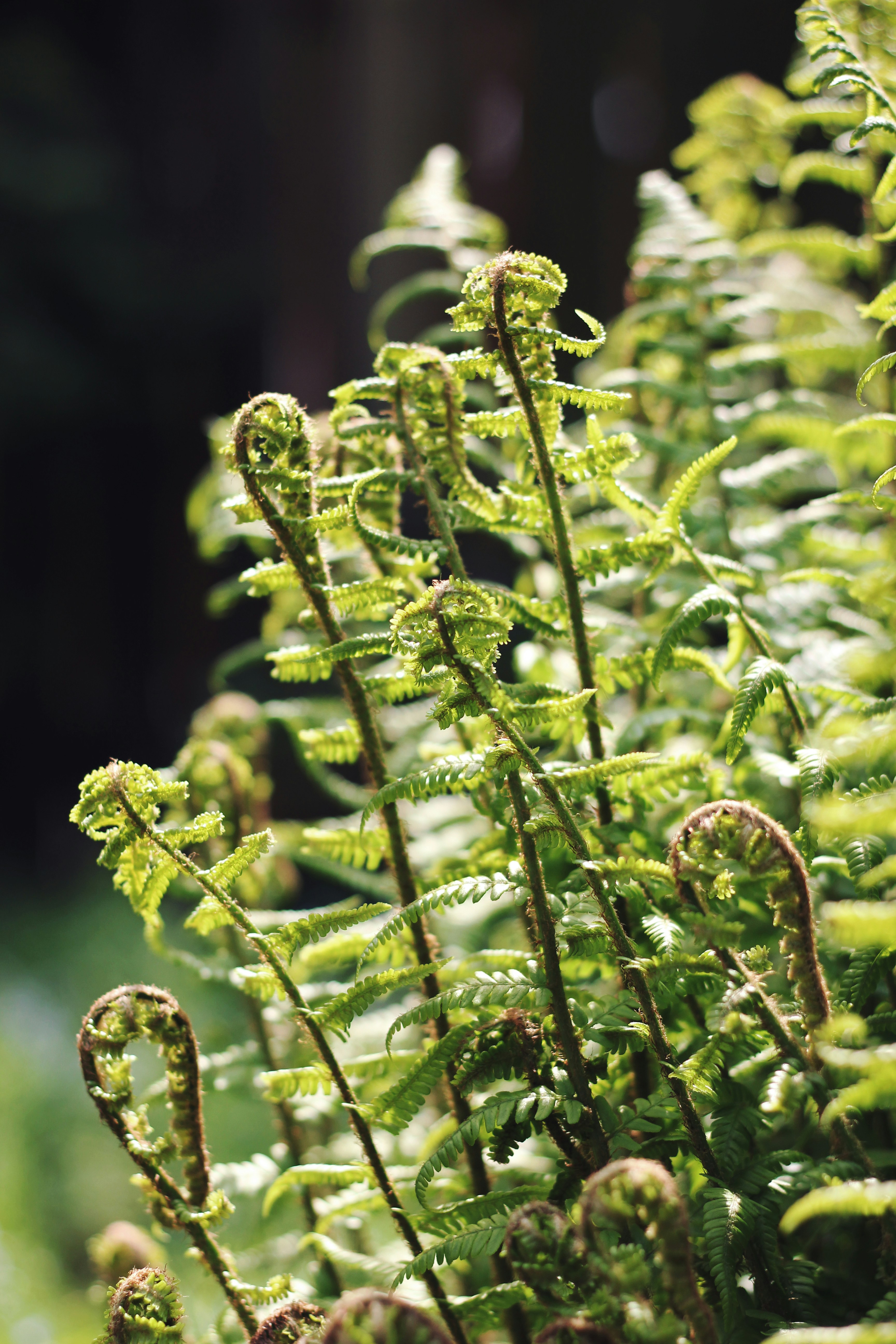 A green insect on a plant photo – Free Fern Image on Unsplash