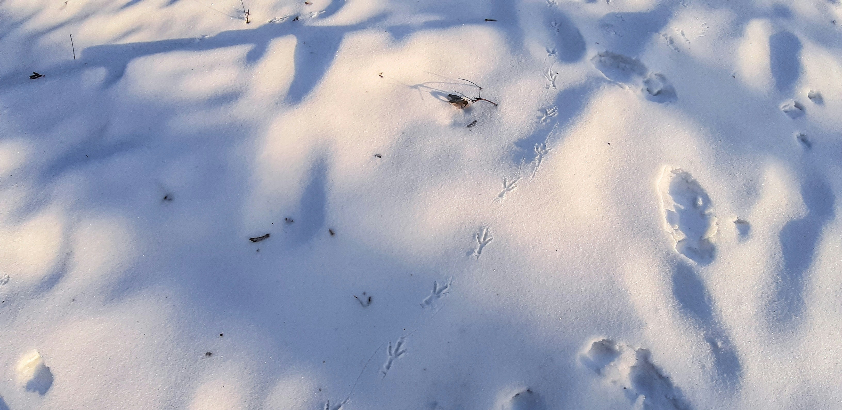 Snow on ground in a park with birds' and animals' traces оn a sunny day.