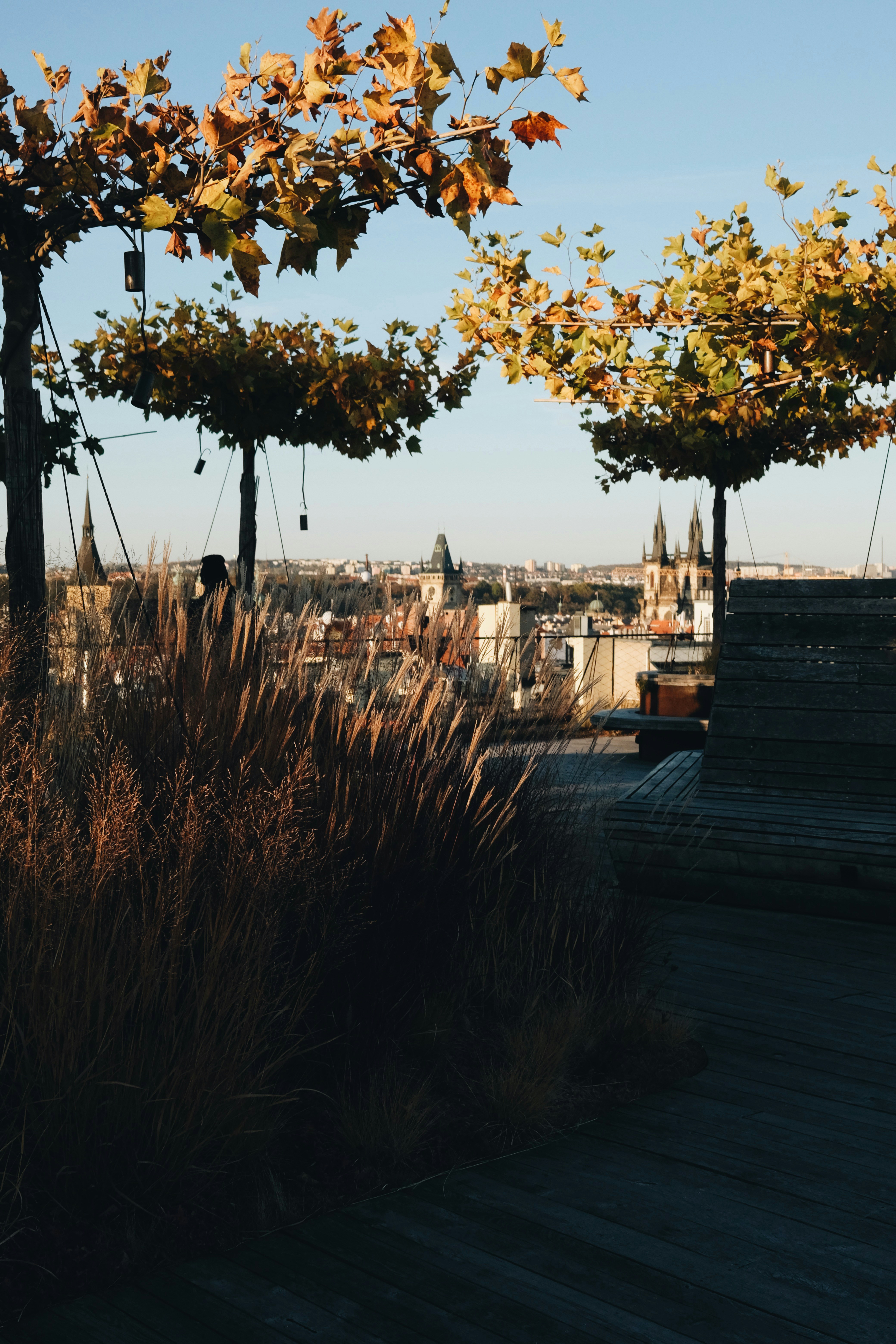 Autumn Canopy Over a Rooftop Garden Framing a Distant City