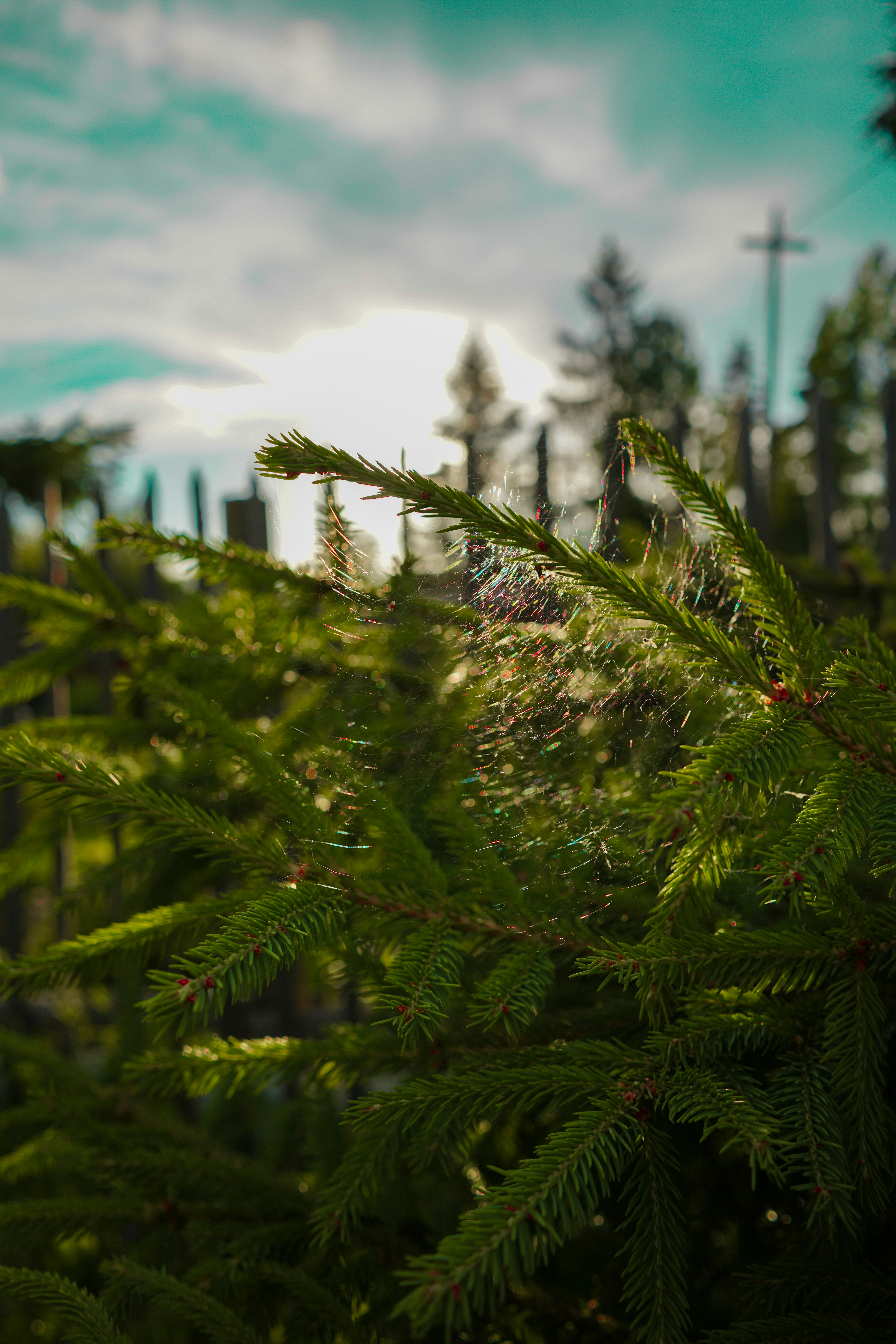Sunlit Sprig in Focus: A Quiet Moment Through Evergreen Fingers