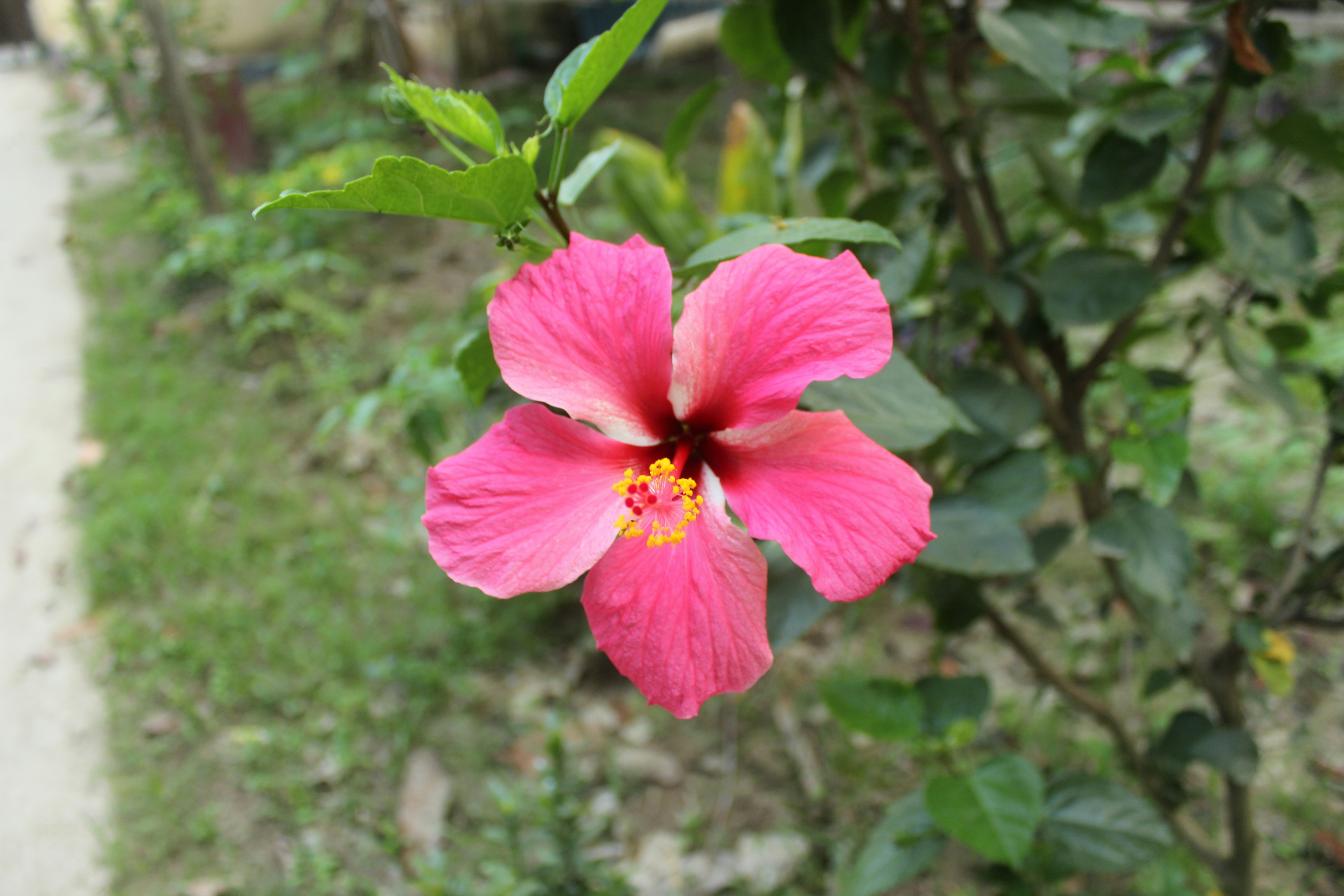 Pink Hibiscus Bloom Framing a Quiet Garden Path