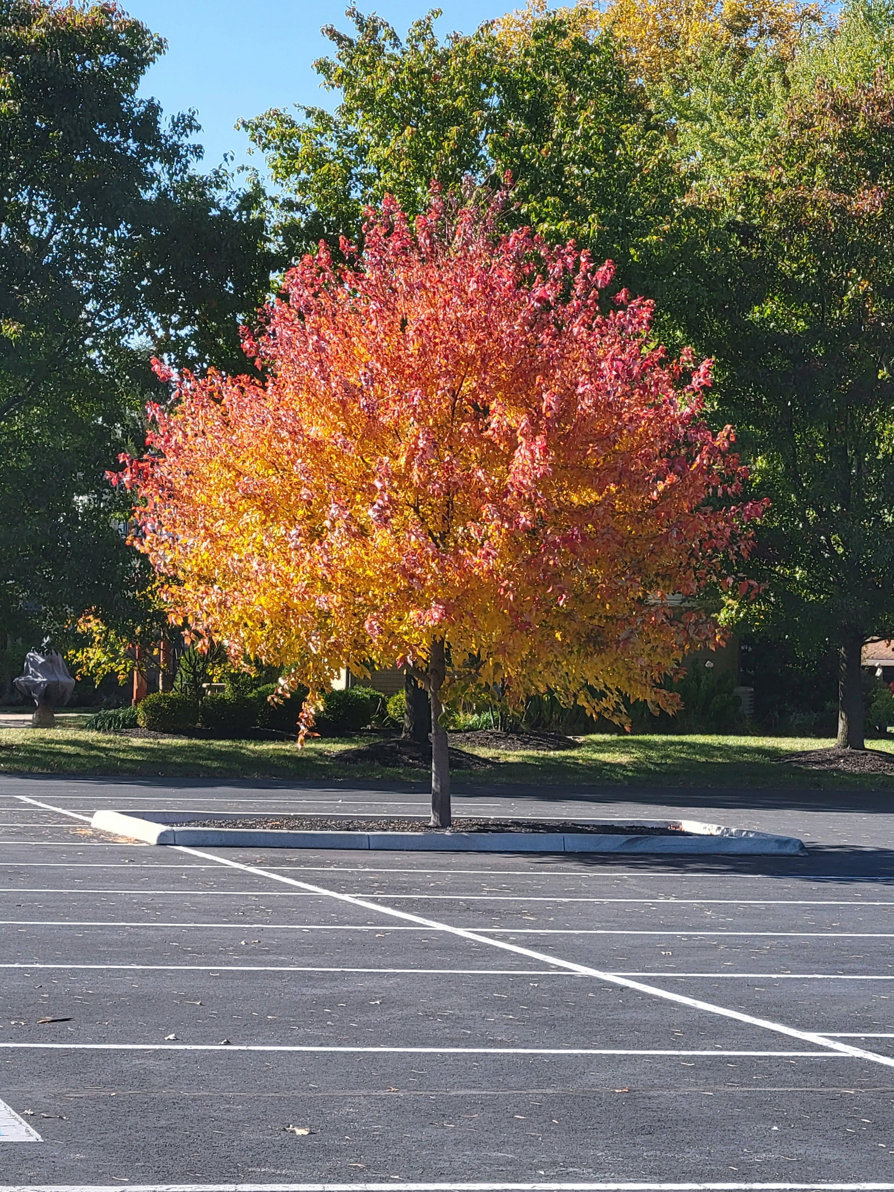 Un arbre aux feuilles orangers photo – Photo Tomber Gratuite sur Unsplash