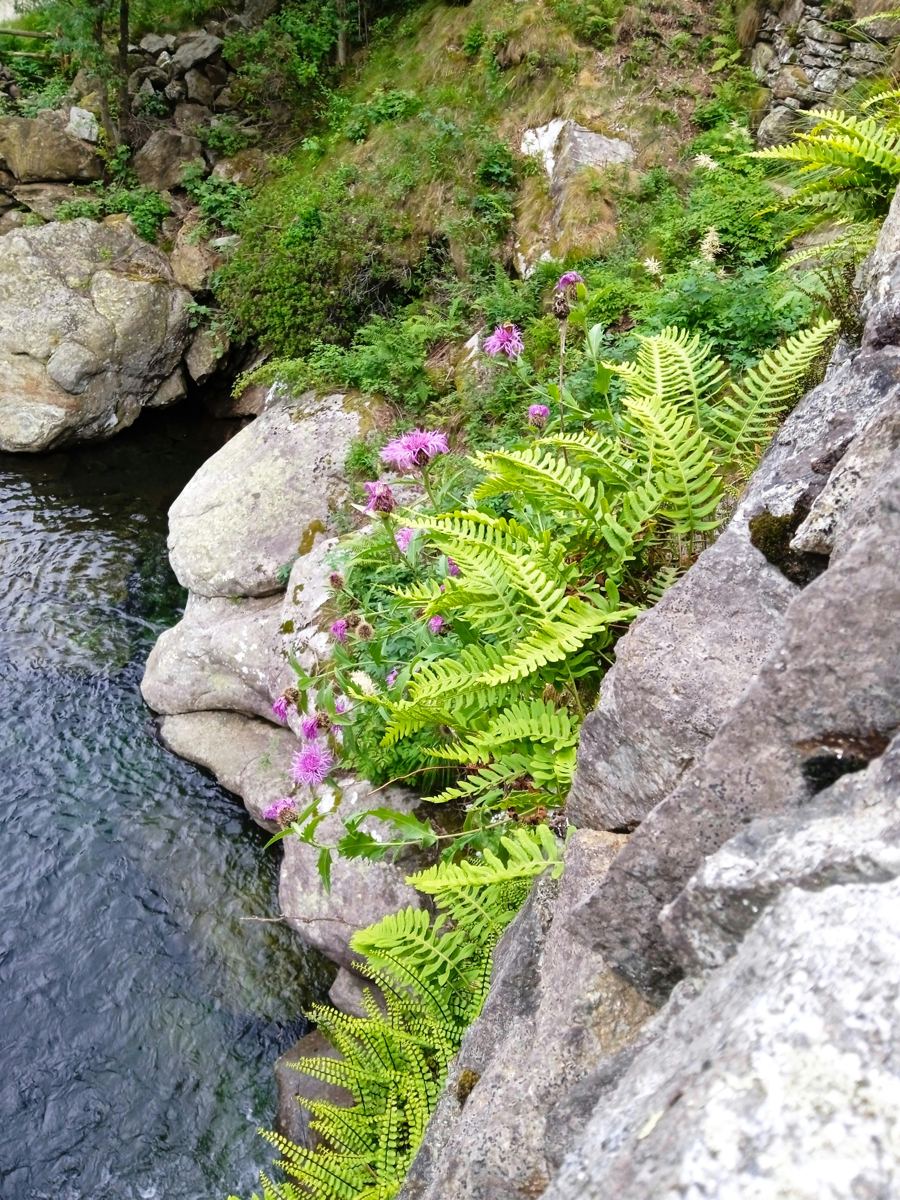 Vibrant ferns and pink flowers cascade over rocky terrain beside a gently flowing river. The lush greenery contrasts beautifully with the water below.