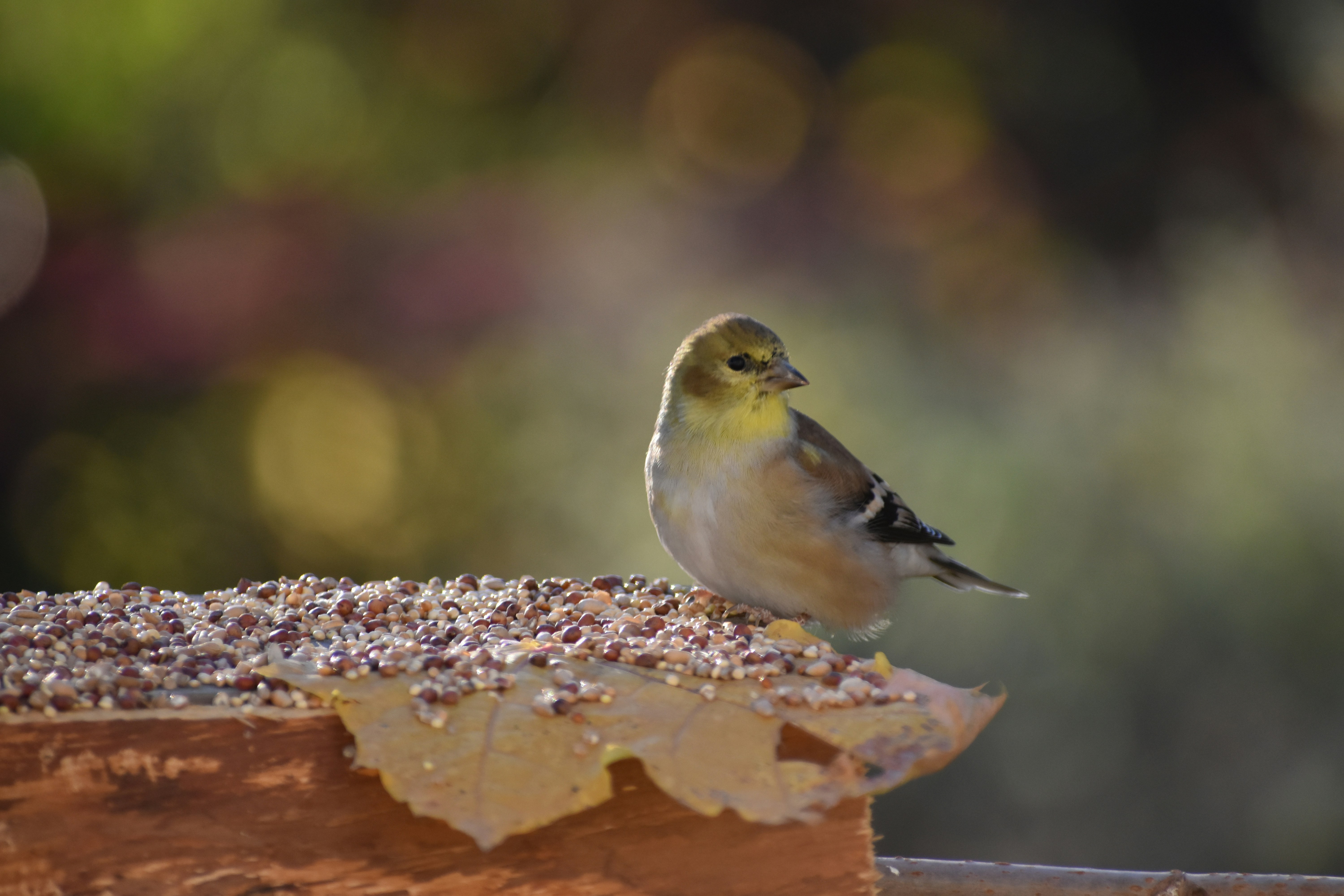A bird at the feeder, Sainte-Apolline, Québec, Canada