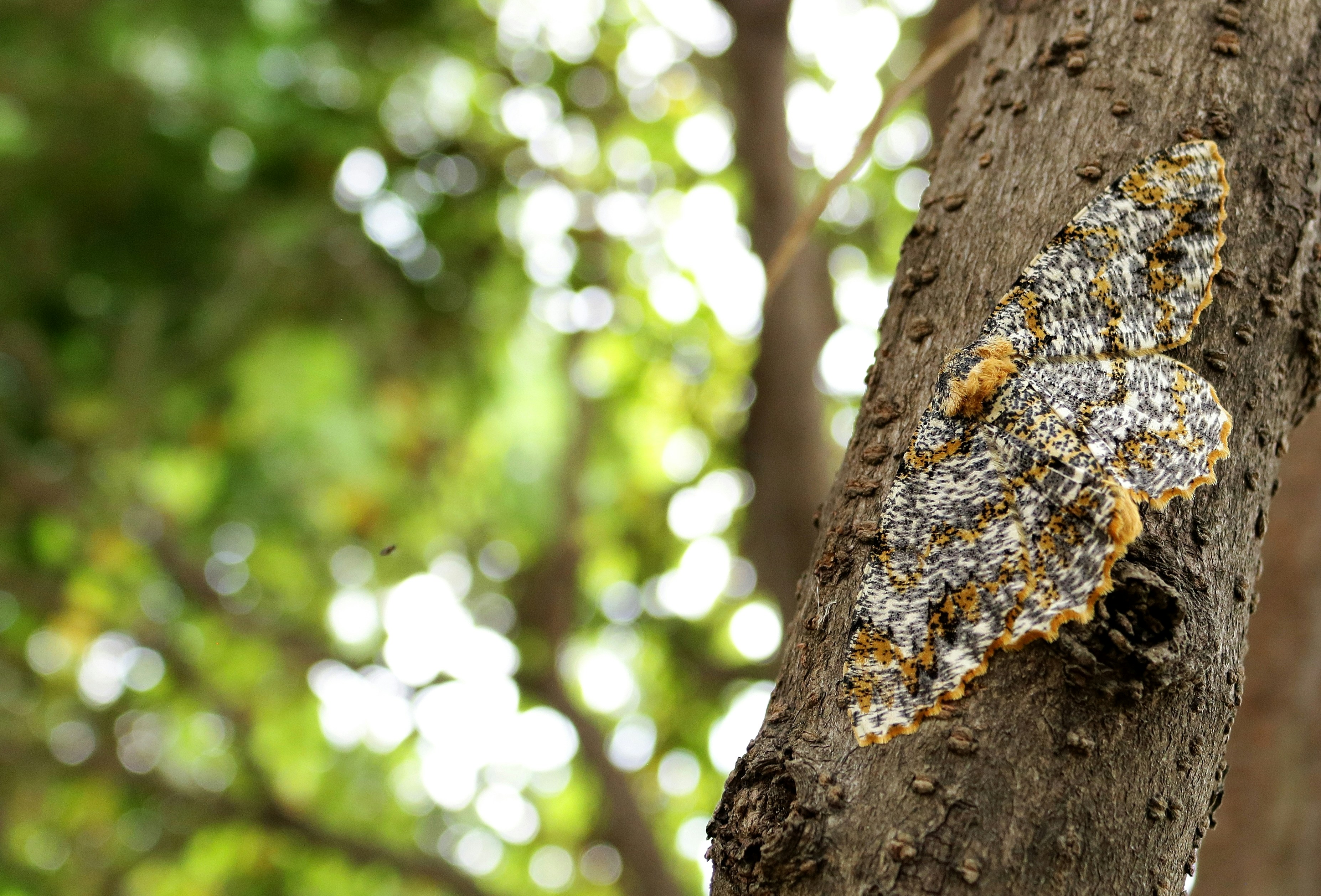 Golden Lichen on Weathered Bark: A Quiet Forest Texture Moment