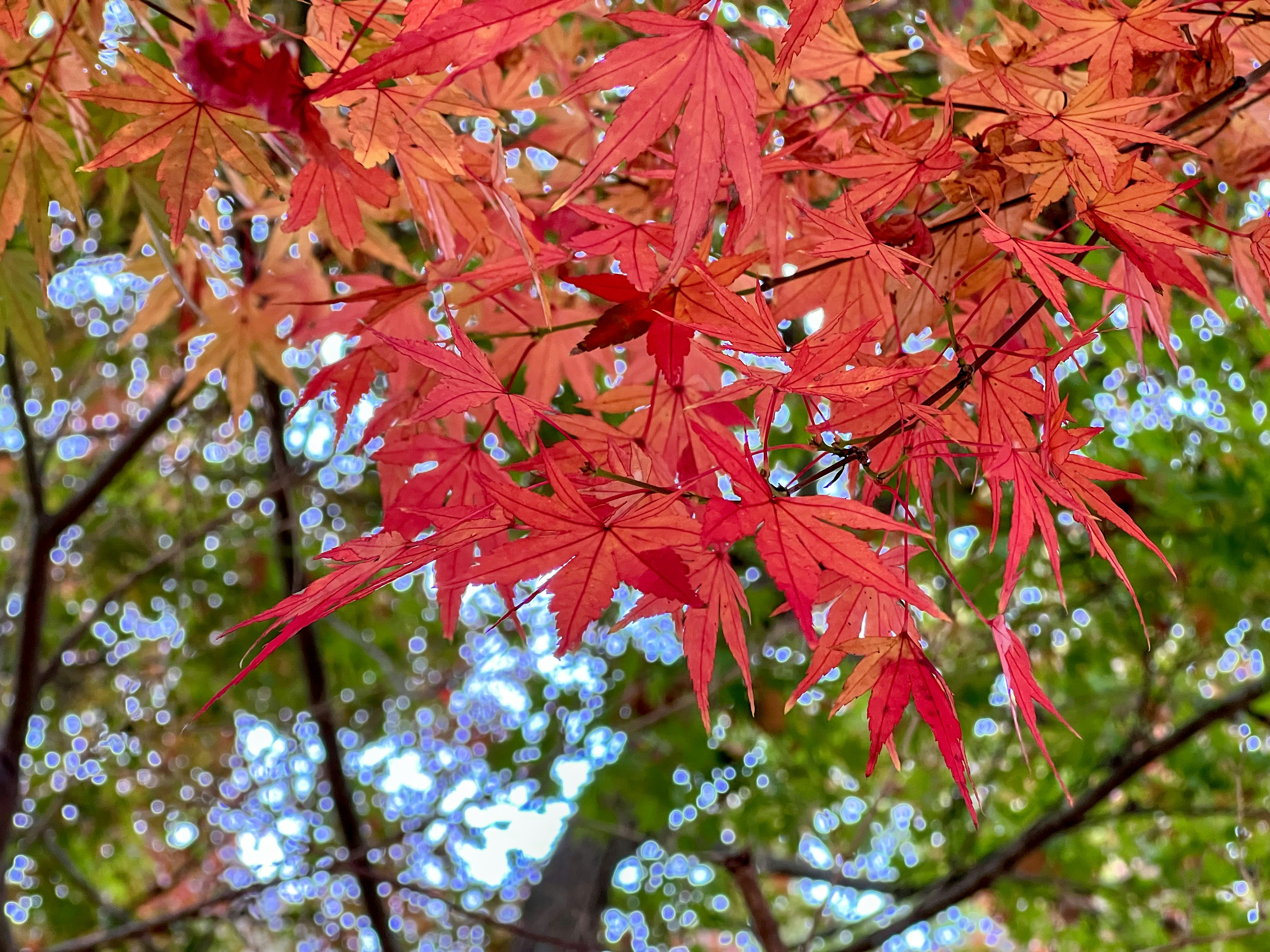Un arbre aux feuilles rouges photo – Photo 常盘平 Gratuite sur Unsplash