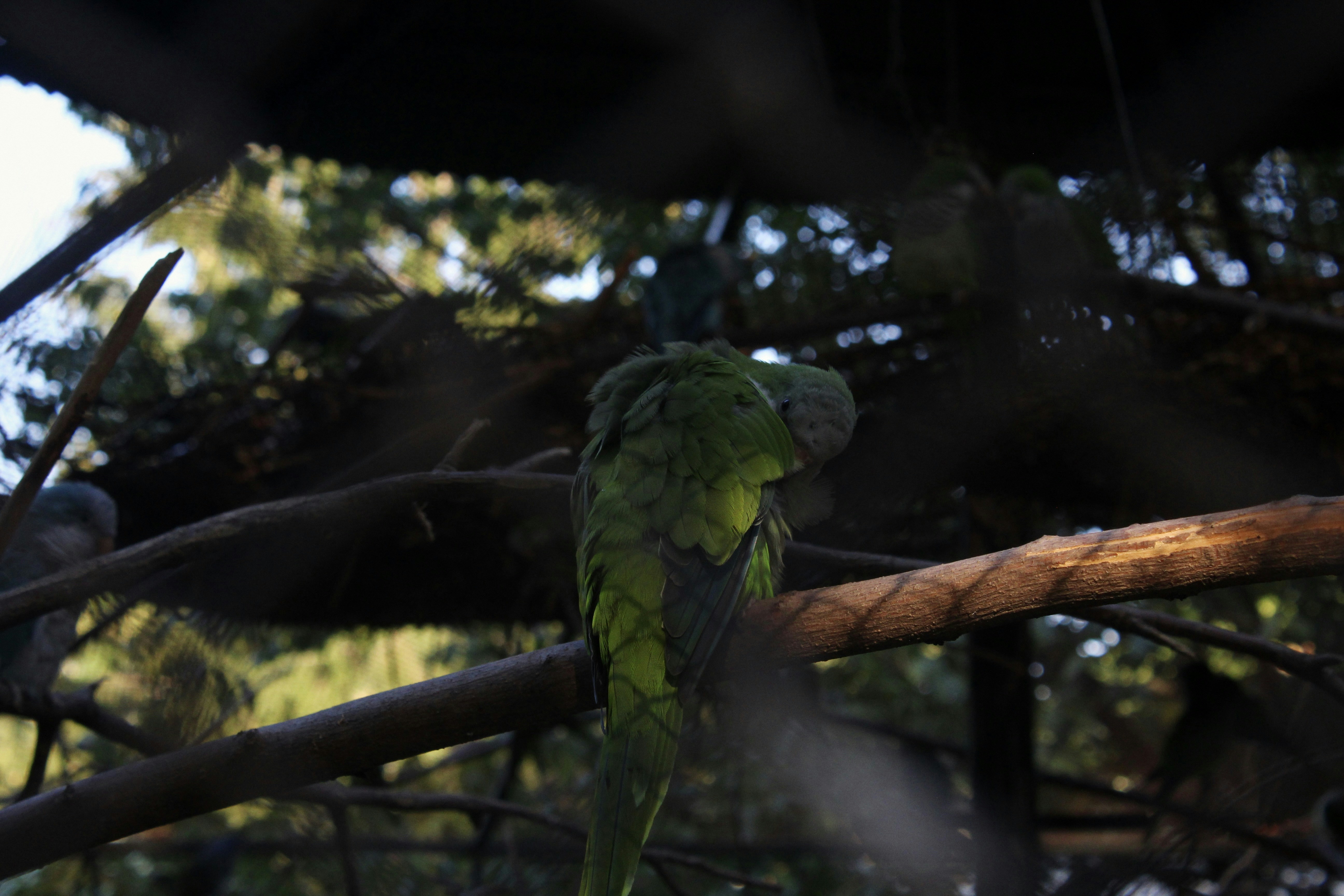 Hidden Canopy Portrait: A Green Parrot Framed by Shadows
