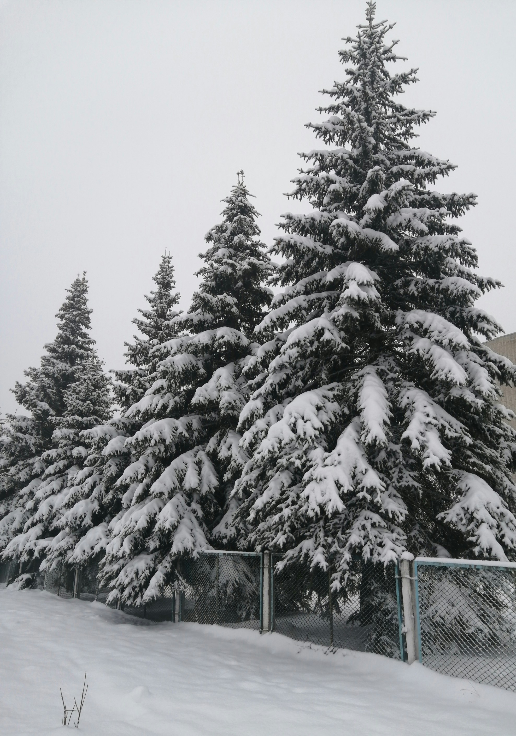 Tall evergreen trees blanketed in fresh snow, standing majestically against a gray sky. The scene captures the serene beauty of a winter landscape.