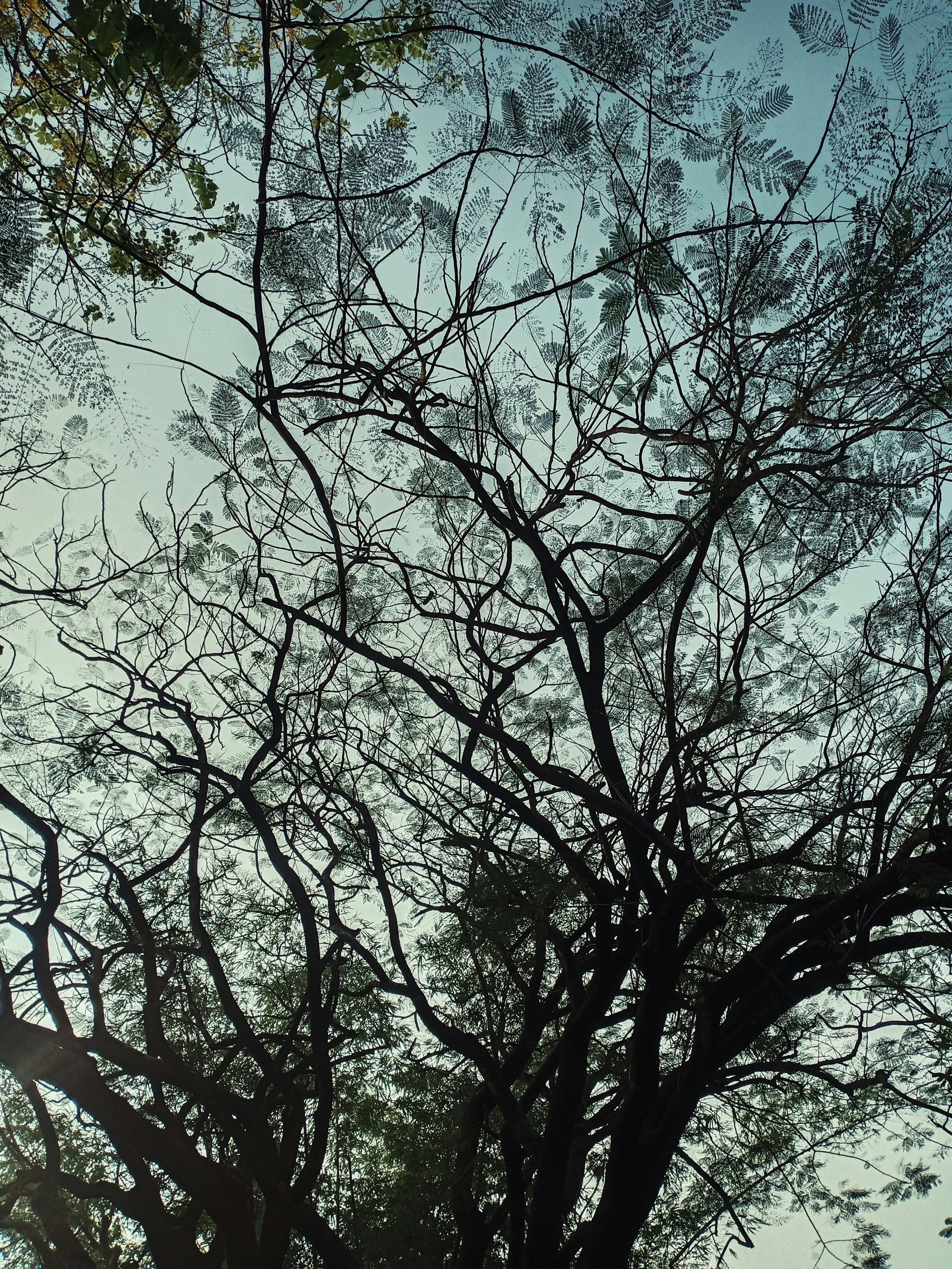 A tree with no leaves photo – Free Tree details Image on Unsplash