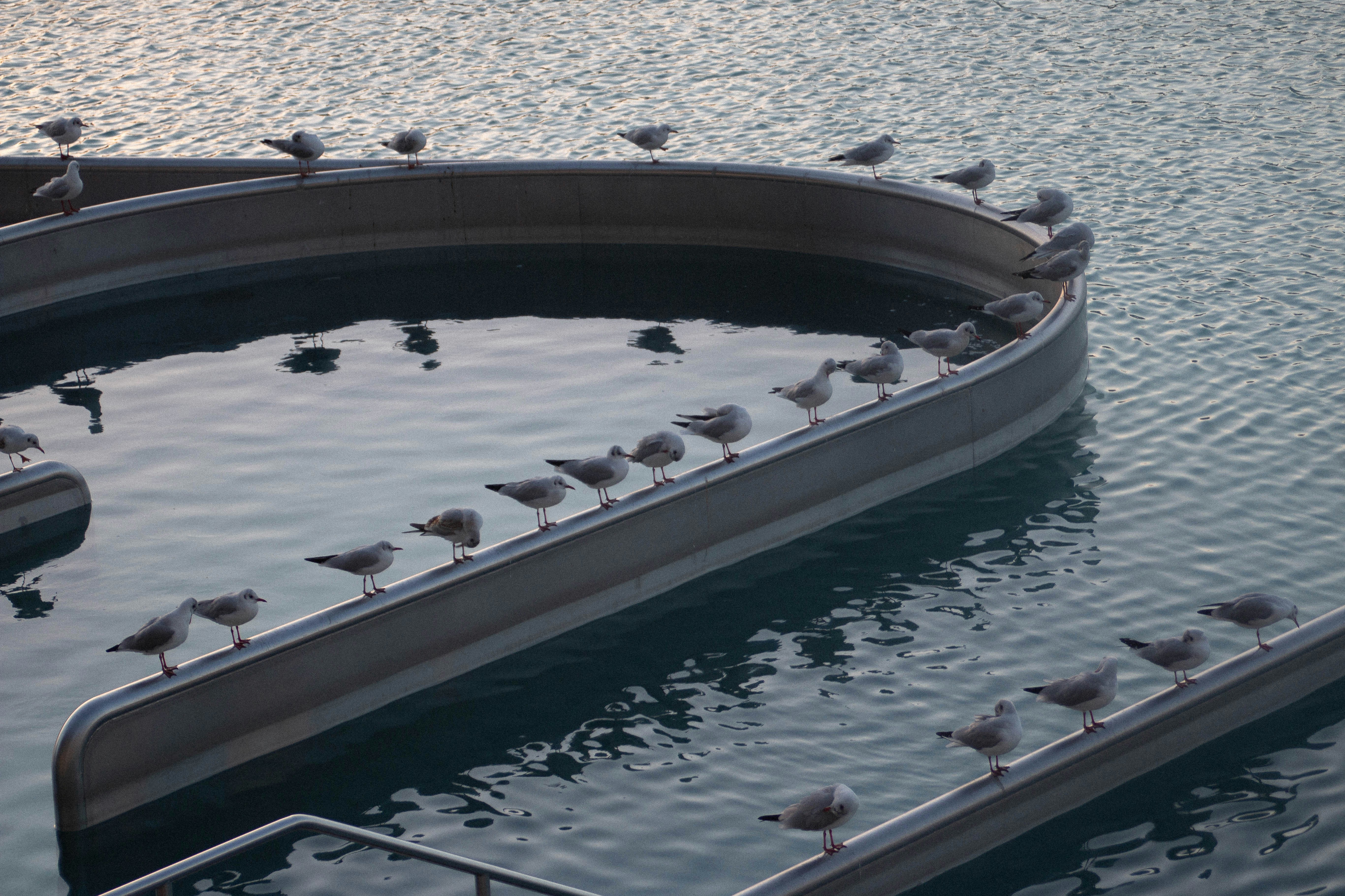 Serpentine Docks: A Quiet Parade of Seagulls