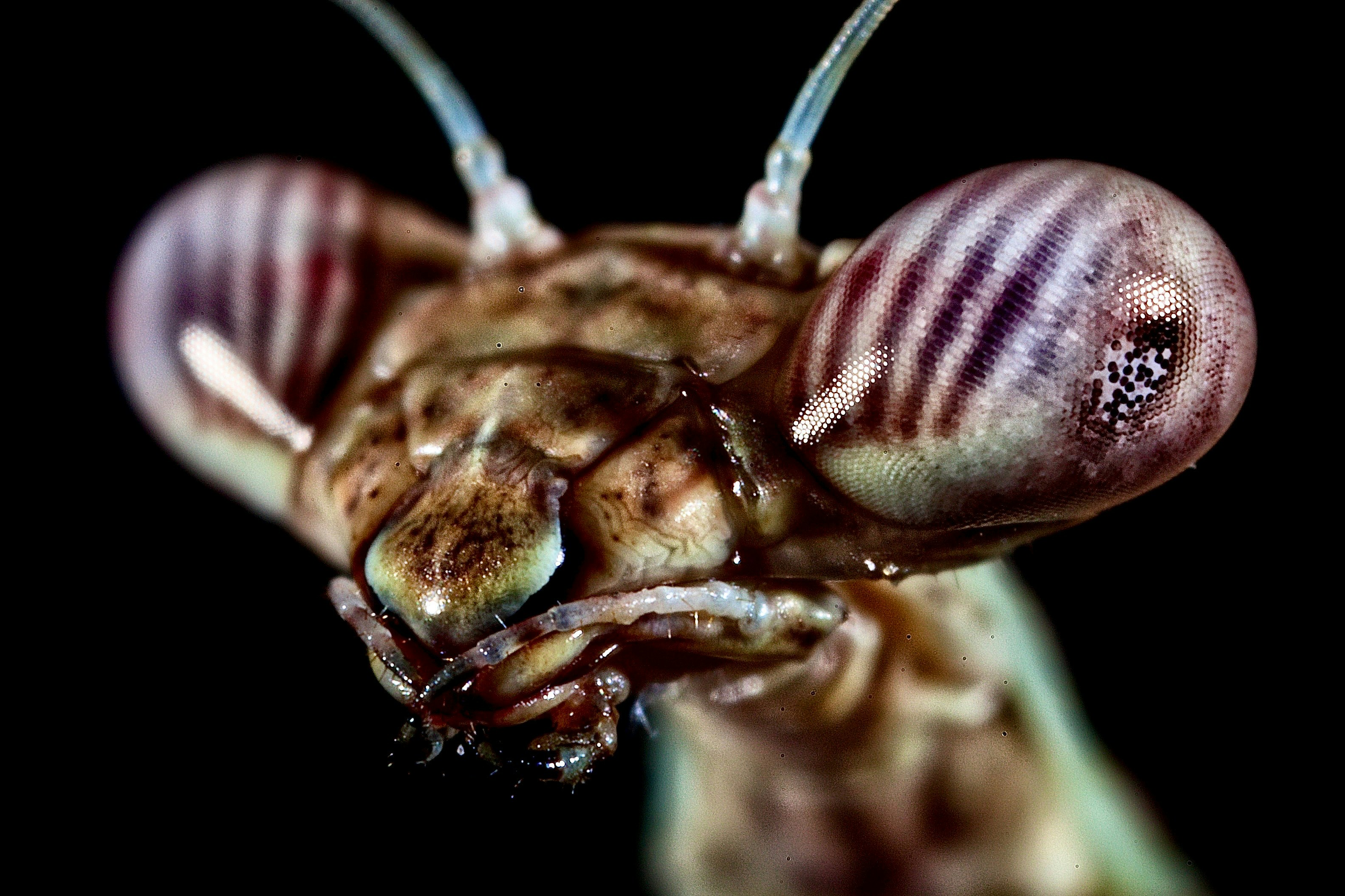 Photo by Andrey Tikhonovskiy with Canon EOS-1D X Mark II