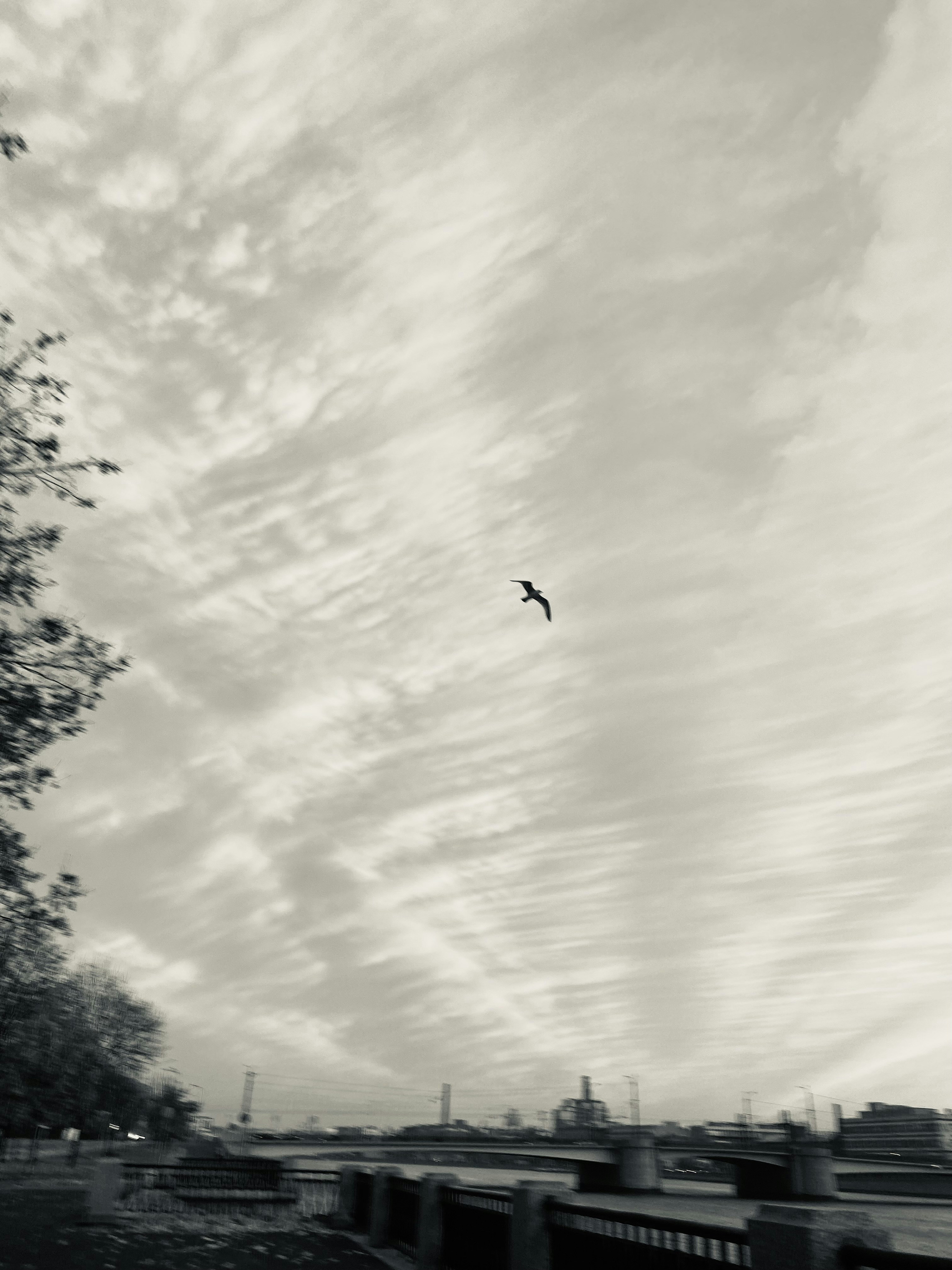 Winged silhouette over a wind-swept riverscape