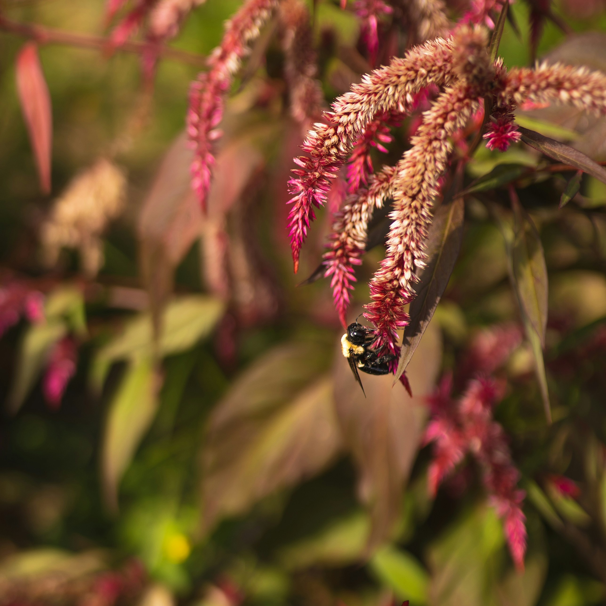 Velvet Pink Catkins and a Bee: A Quiet Garden Moment