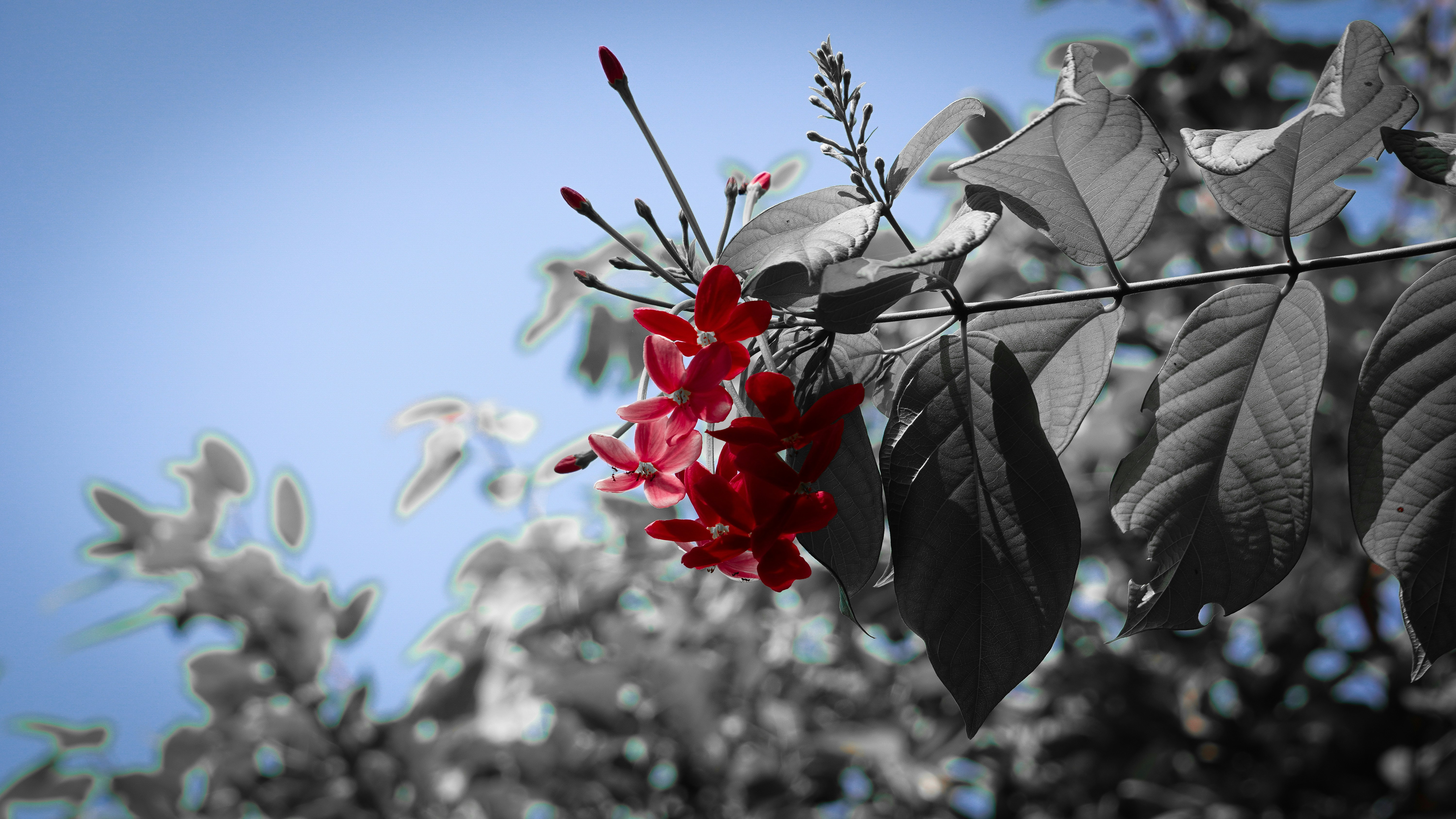 Crimson Bloom Splashes Color Through a Monochrome Foliage Canopy