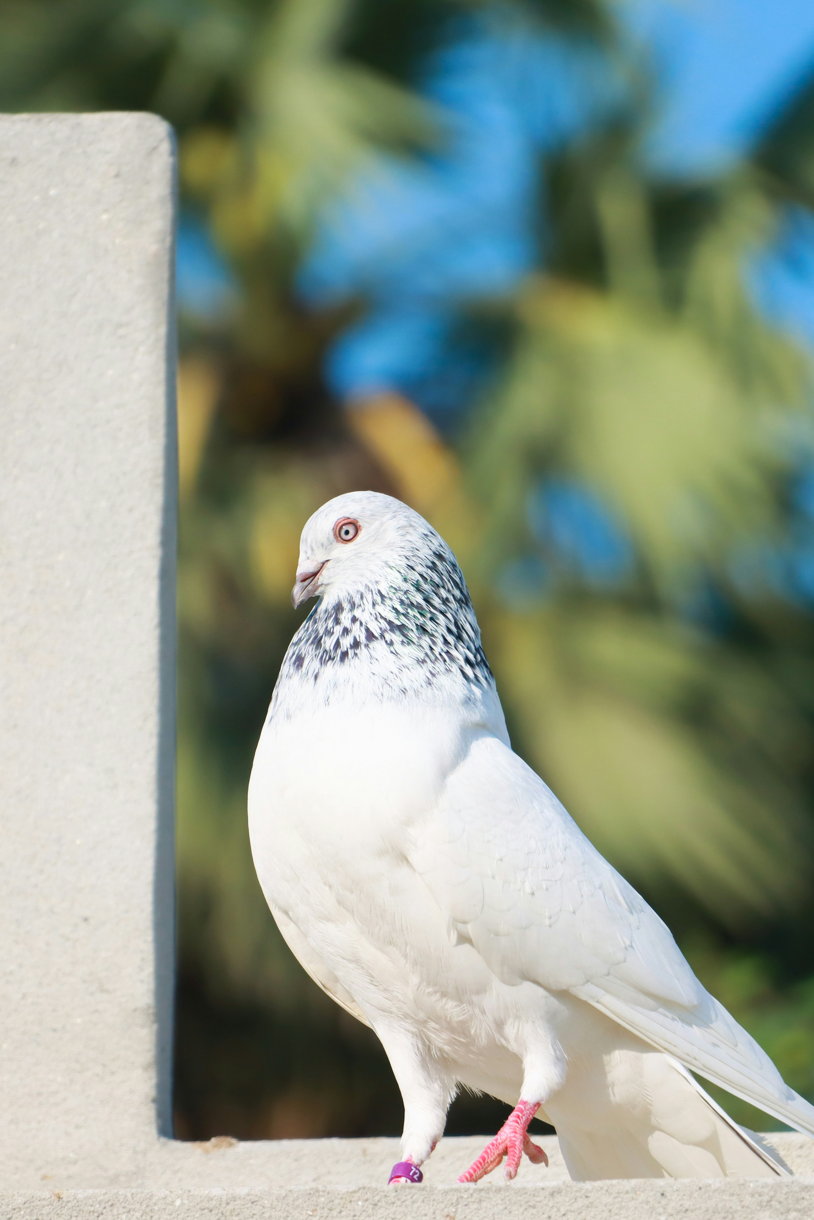 Ein weißer Vogel mit roten Augen Foto – Kostenloses Bild zum Thema ...