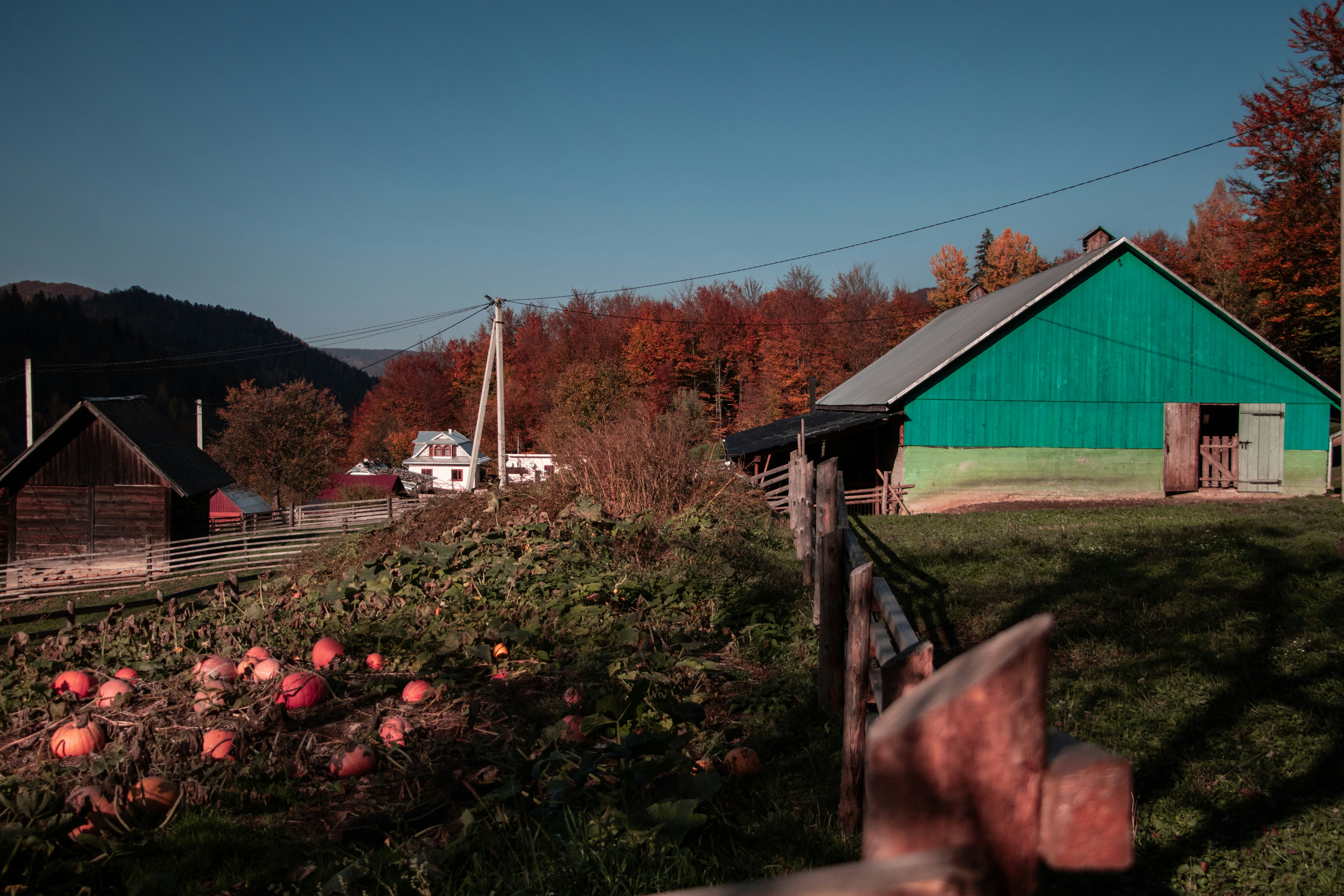 Red Barns and Pumpkin Rows on a Quiet Autumn Farm