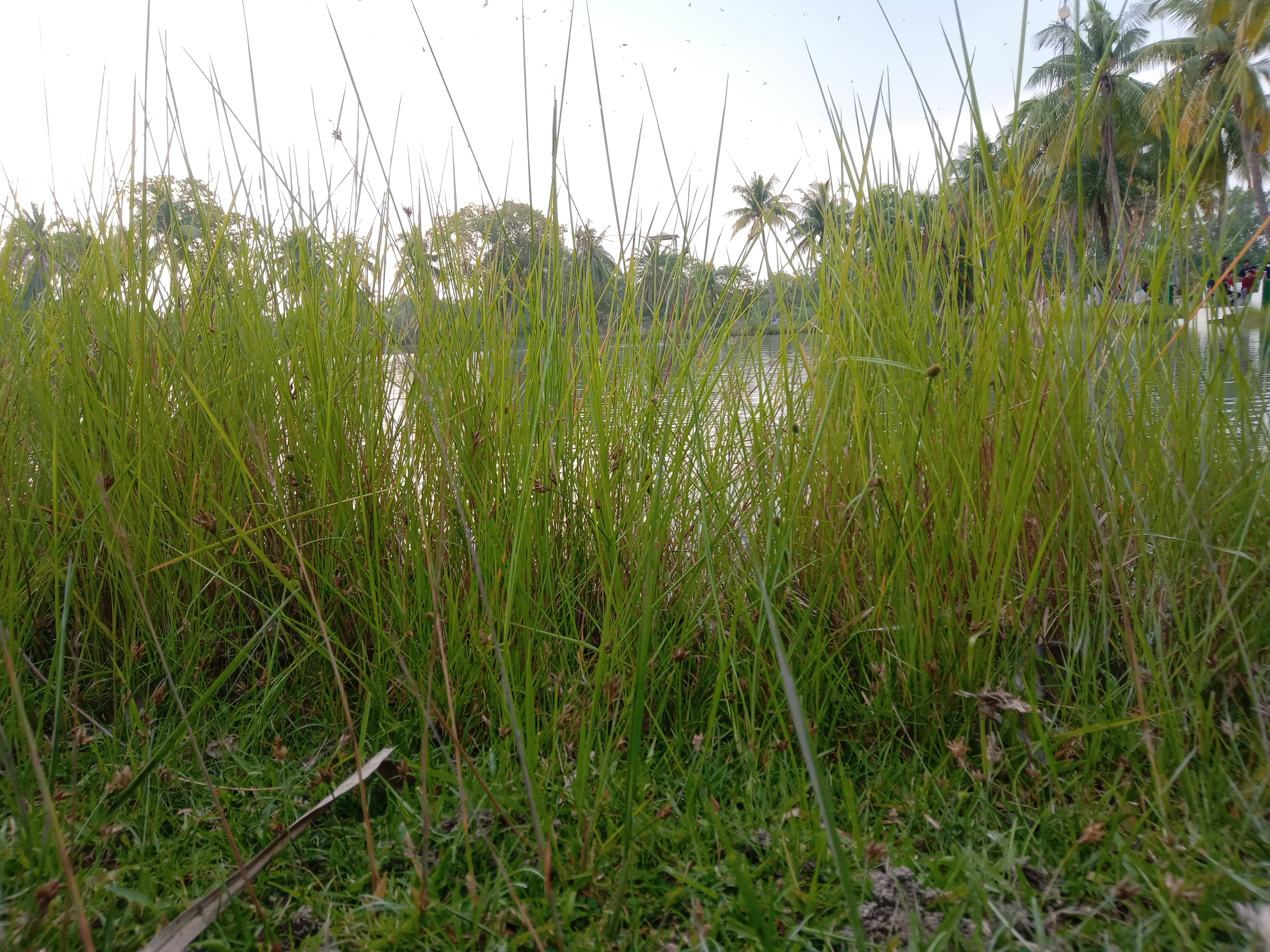a grassy area with water in the background