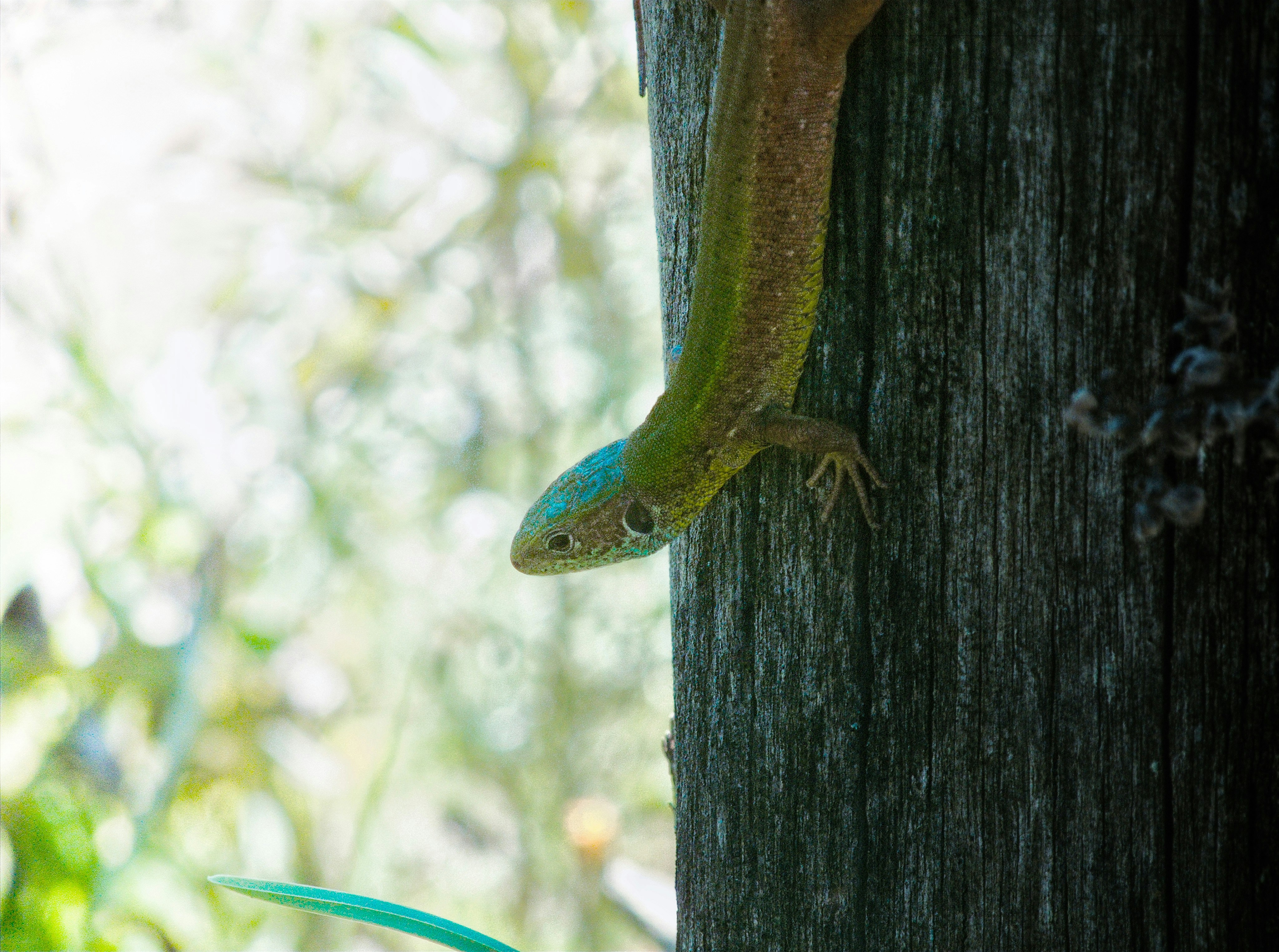 Verdant Gecko on Sunlit Bark: A Quiet Climb