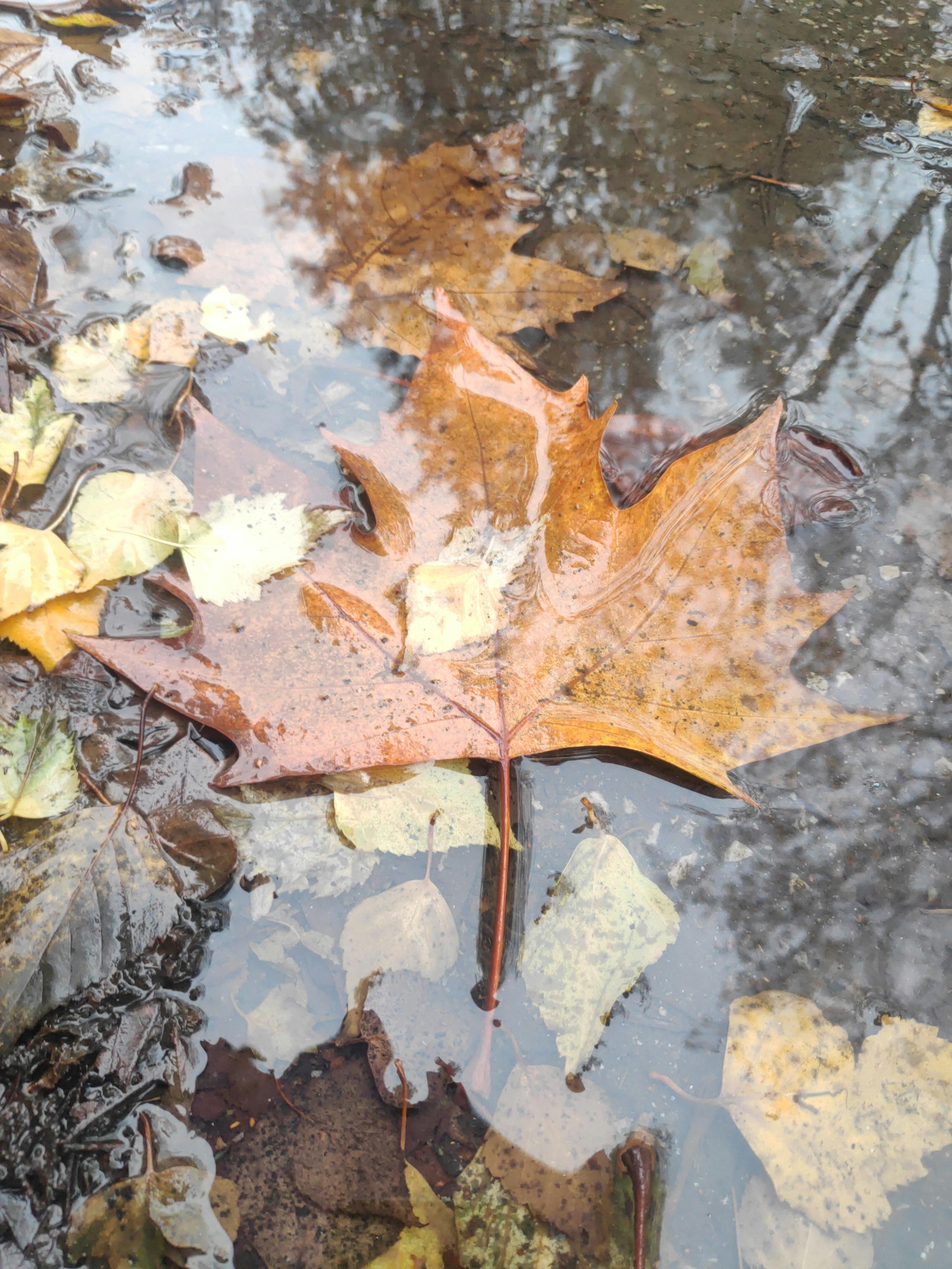 Rain-Washed Autumn Leaf: Centered Maple on a Puddle