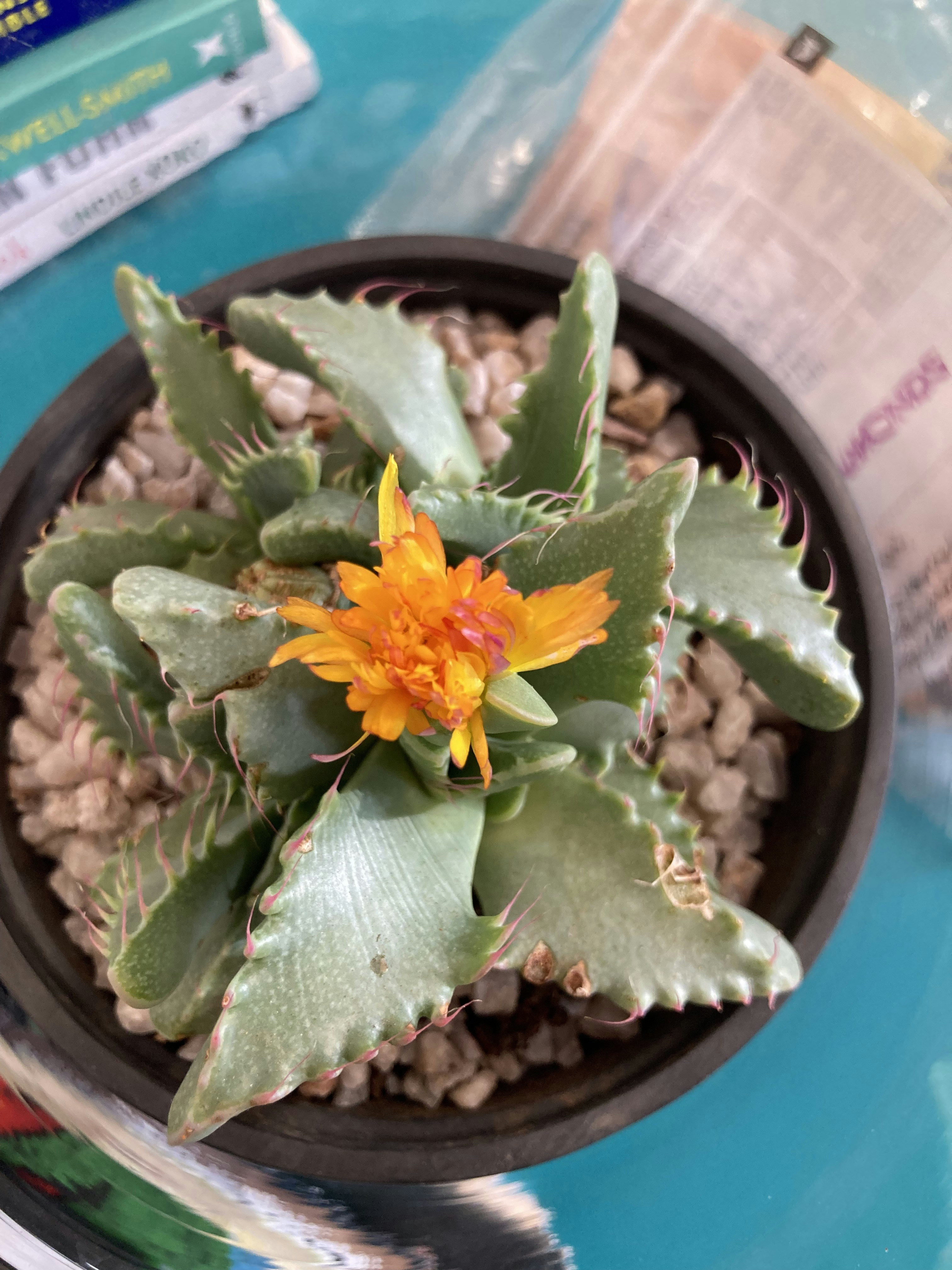 Crown of Fire on a Jade Rosette
