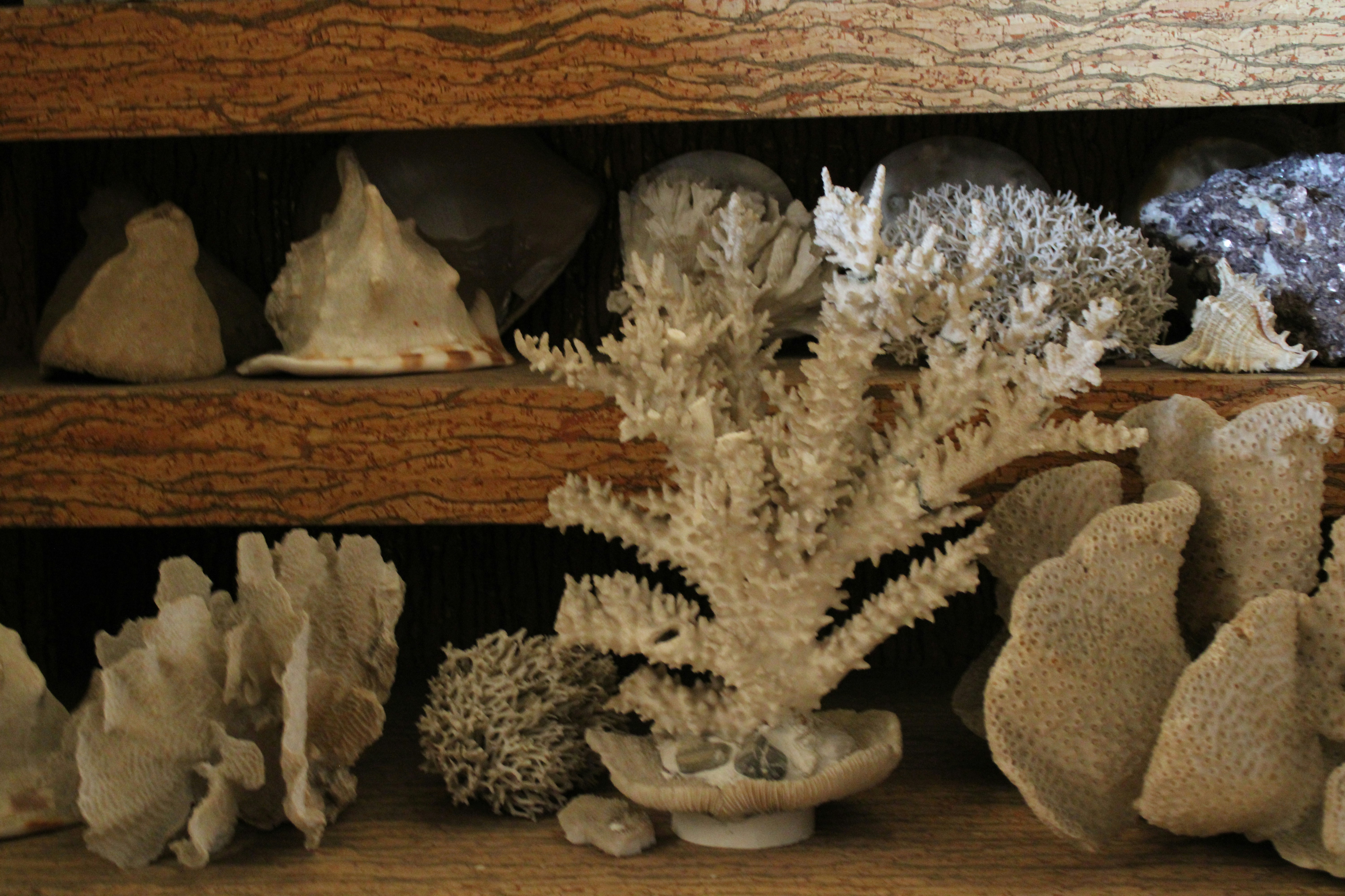 Underwater Gallery: Coral Cathedral on Wooden Shelves