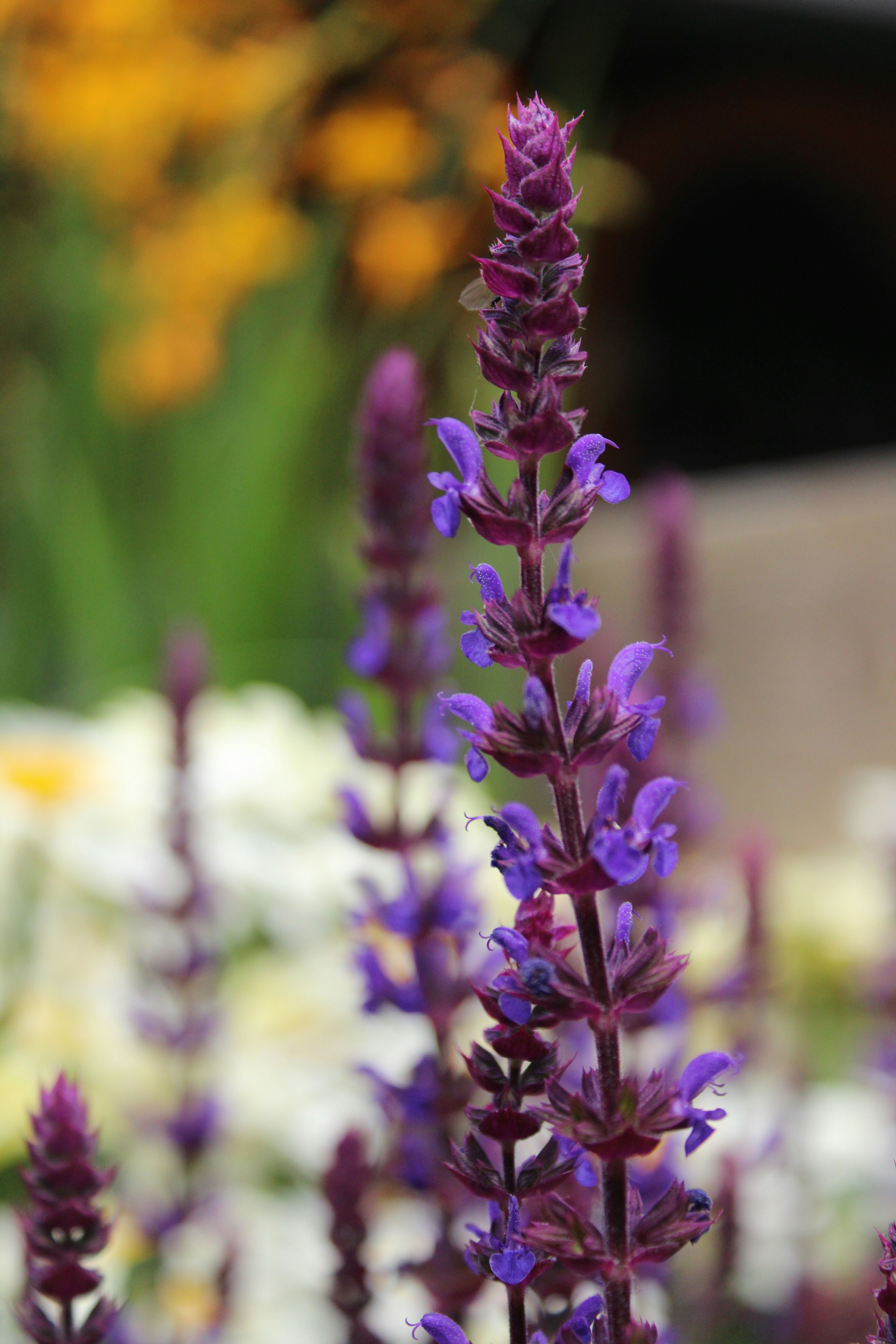 Lavender Spire in Soft Focus: A Quiet Garden Portrait