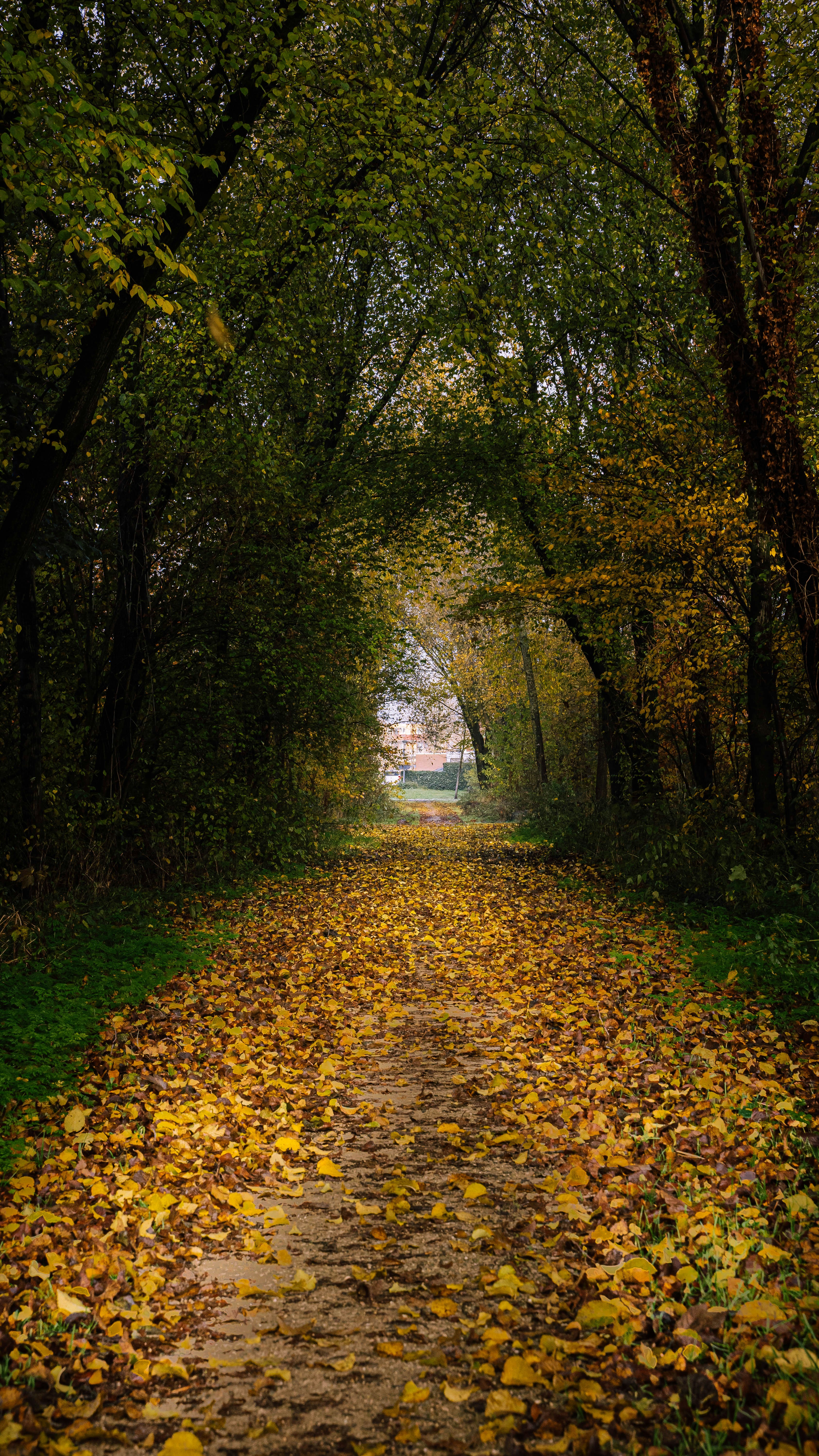 a path with yellow leaves and trees on either side of it