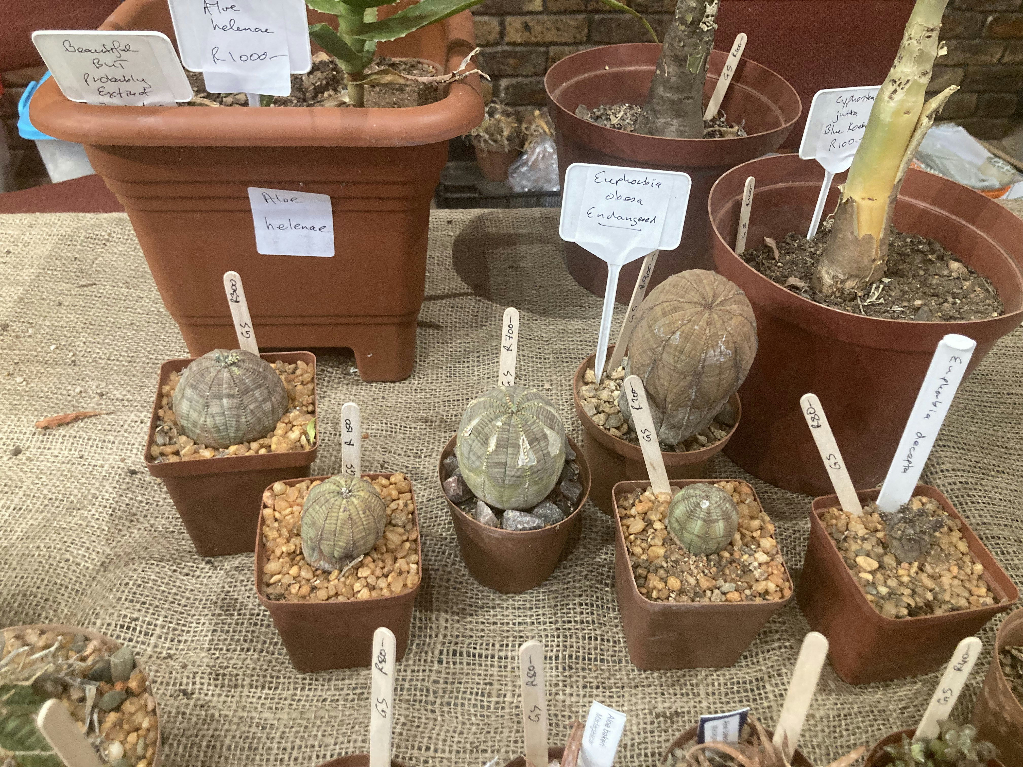 Miniature Desert Gallery: Labeled Cacti on Burlap