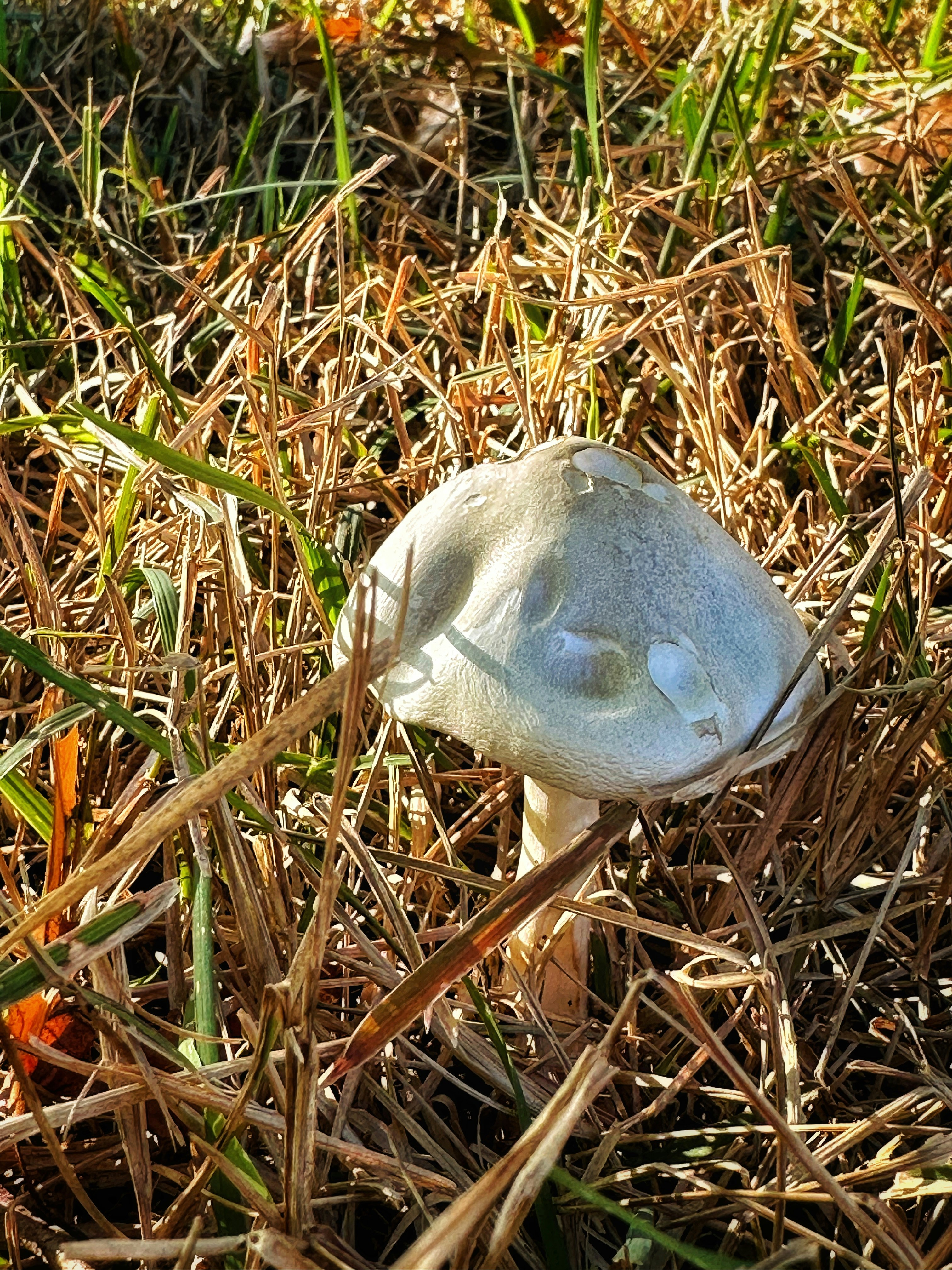 Sunlit Cap Emerges from a Tangle of Dry Grass