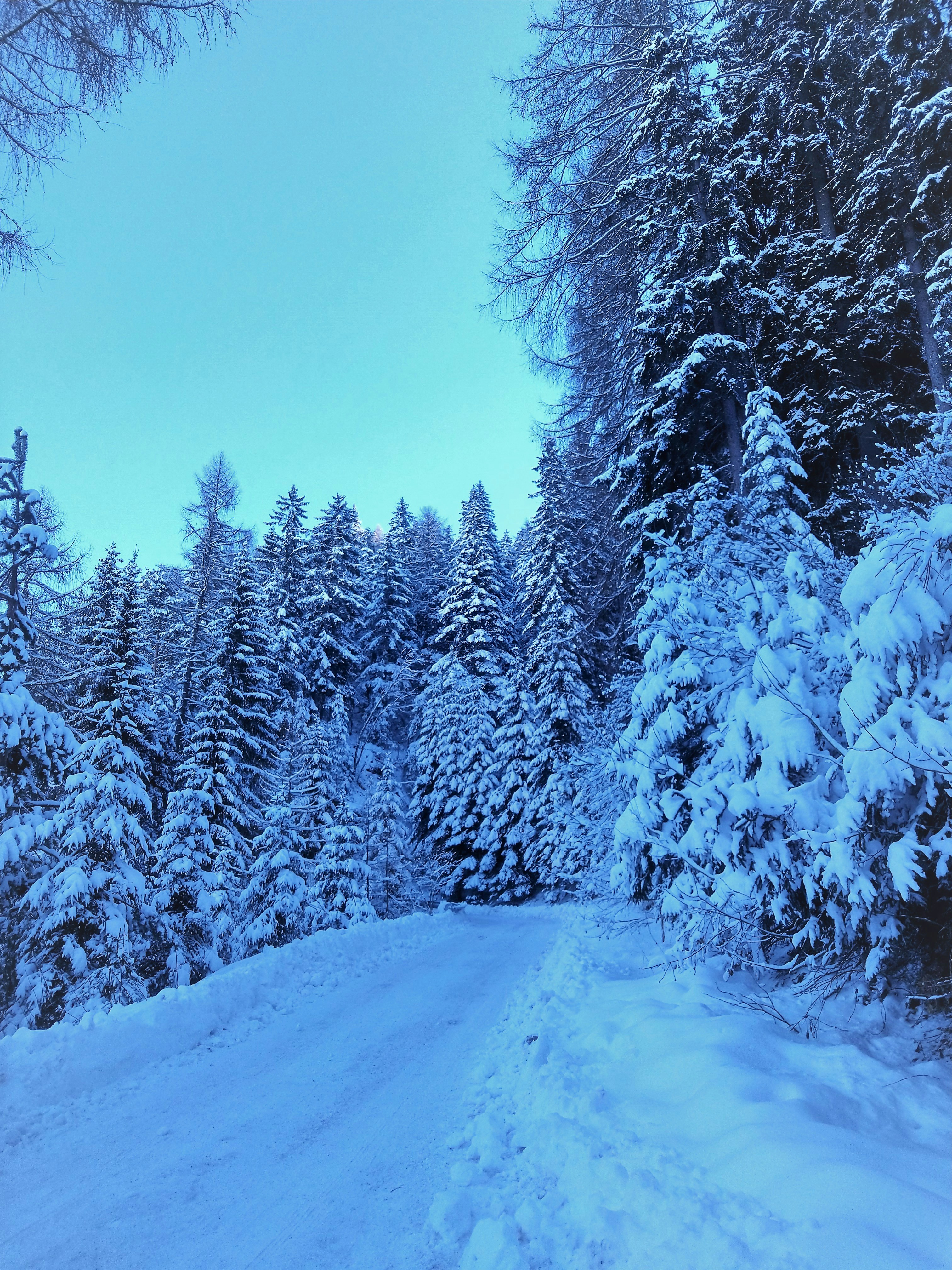 a snowy road with trees on either side of it