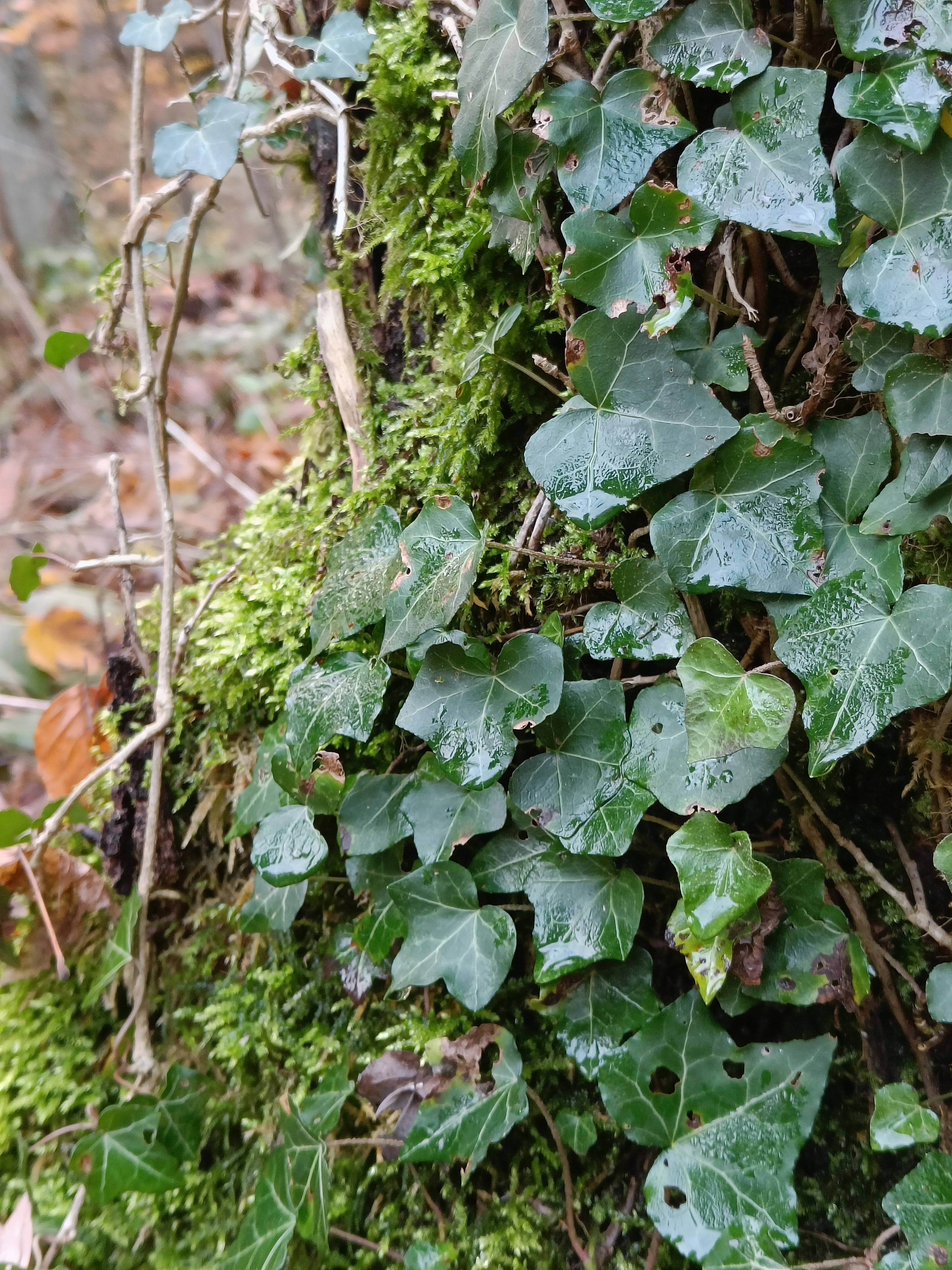 Ivy Veins on Moss-Crowned Bark: A Quiet Green Close-Up