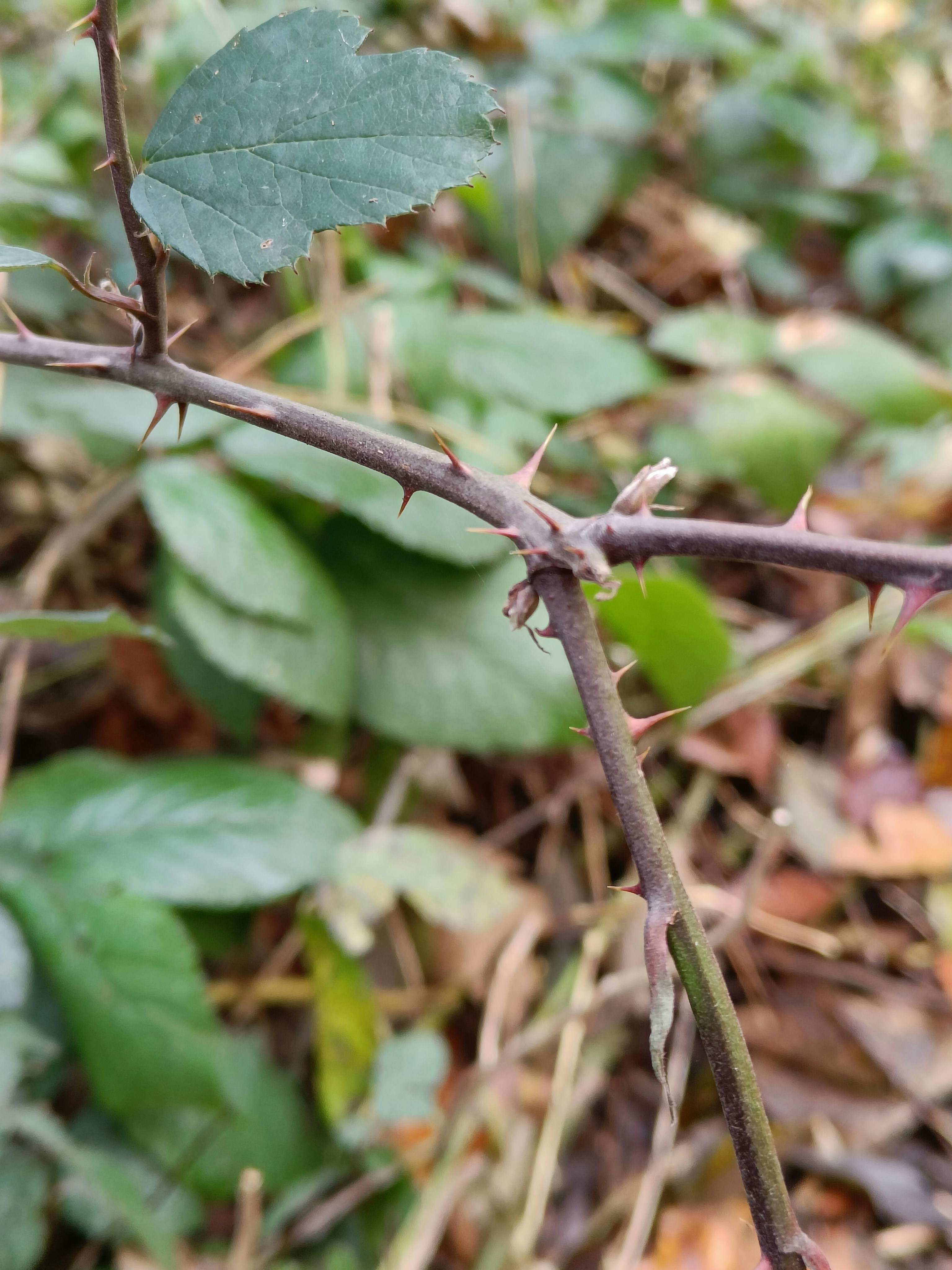 Close-up of a thorny branch with green leaves in the background, showcasing nature's defense mechanisms.