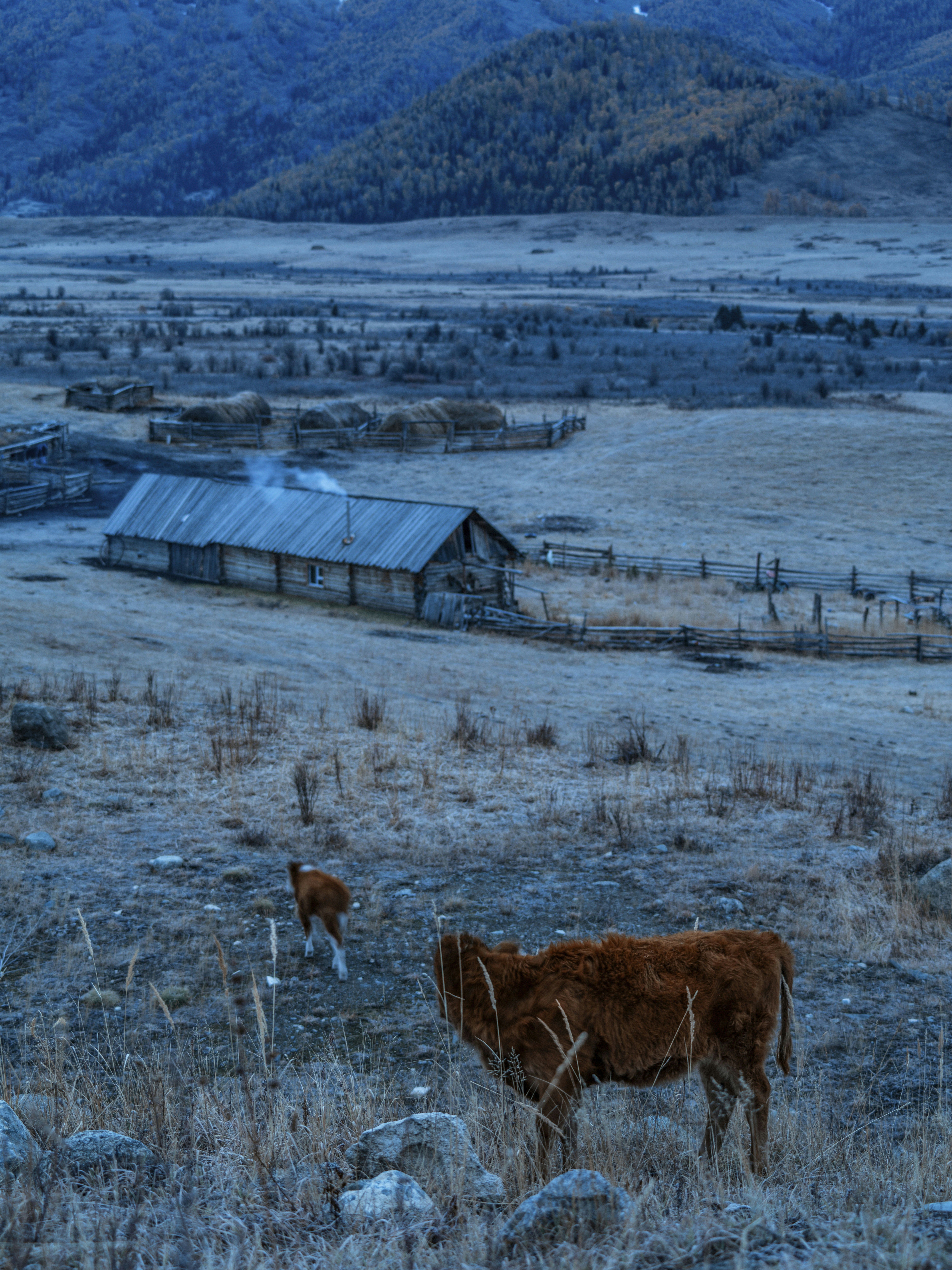 Blue Hour Pasture: Cattle, Fences, and a Weathered Barn in Frosted Valley